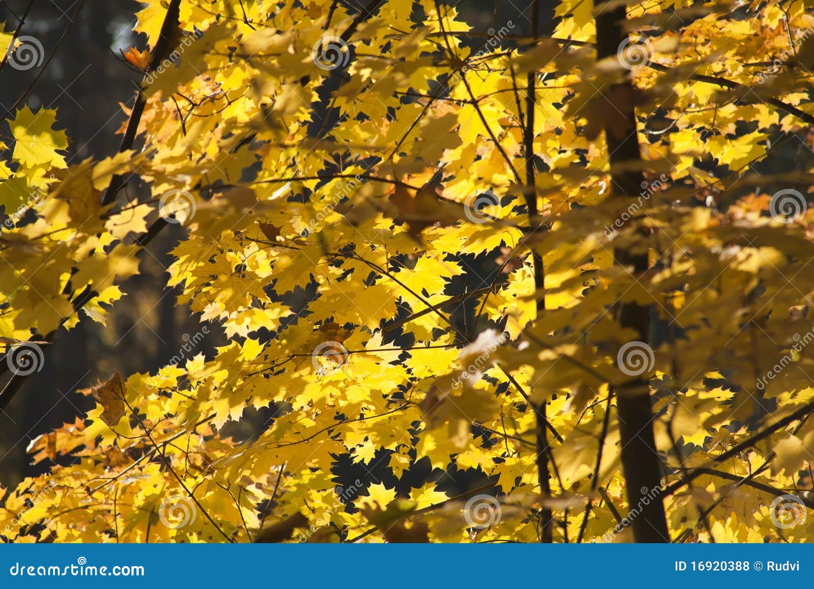 Mellow autumn stock photo. Image of autumn, yellow, maple - 16920388