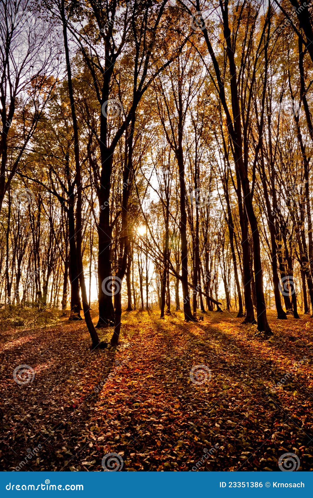 Mellow autumn stock photo. Image of yellow, evening, fall - 23351386