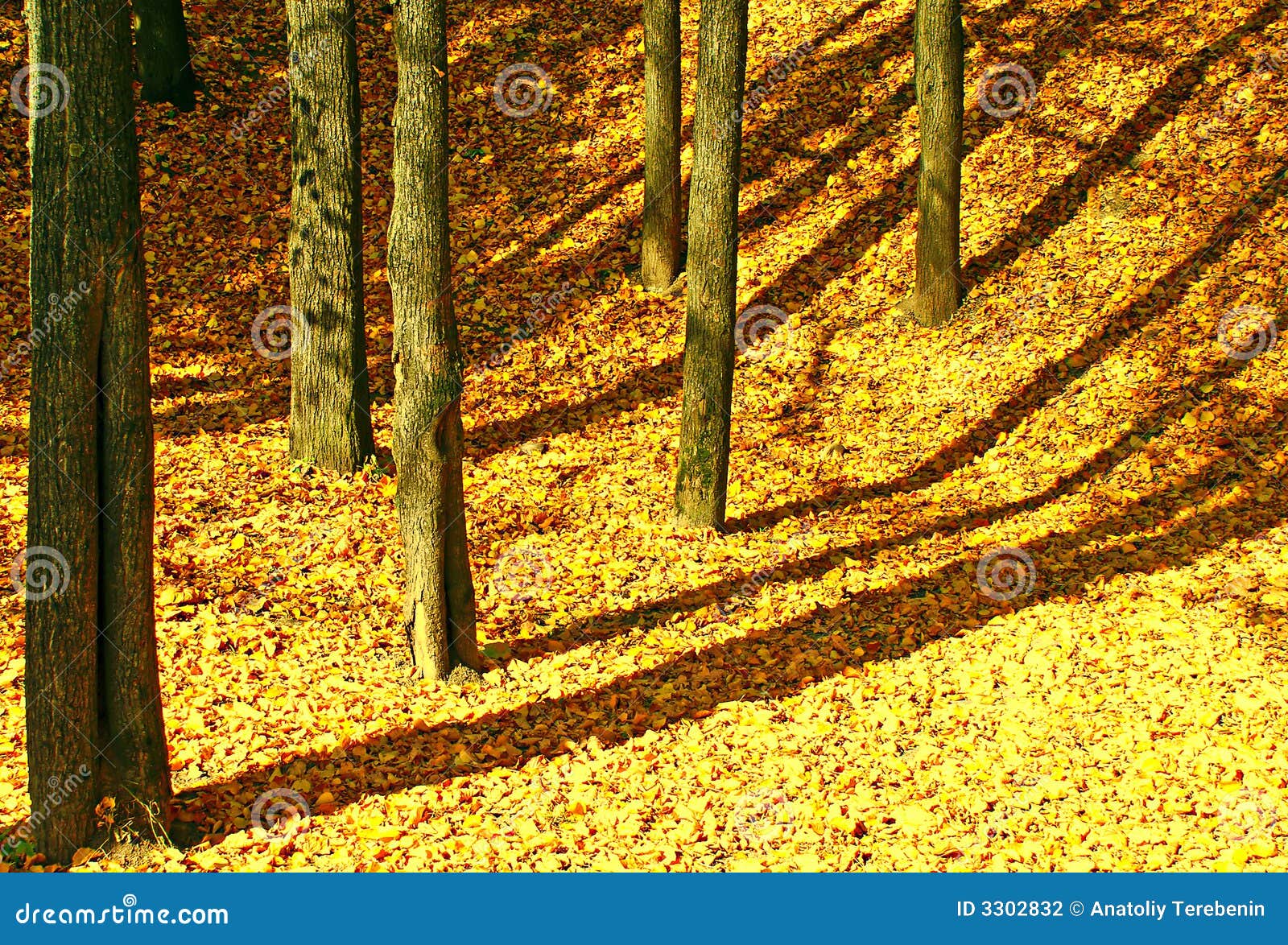 Mellow autumn. stock photo. Image of tree, shadow, bark - 3302832