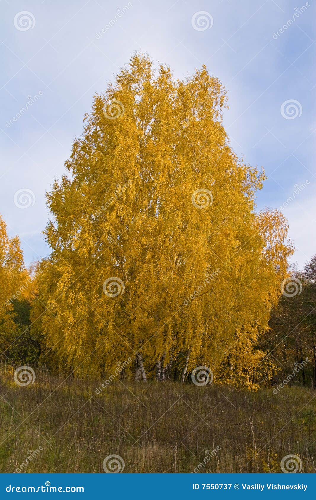 Mellow autumn stock image. Image of view, birch, tints - 7550737