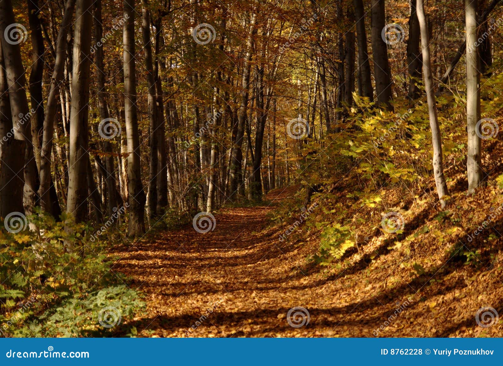 Mellow autumn stock photo. Image of nature, avenue, hiking - 8762228