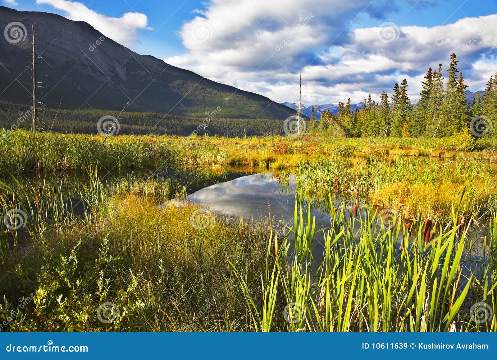 Mellow Autumn in Reserve of Northern Canada Stock Image - Image of ...