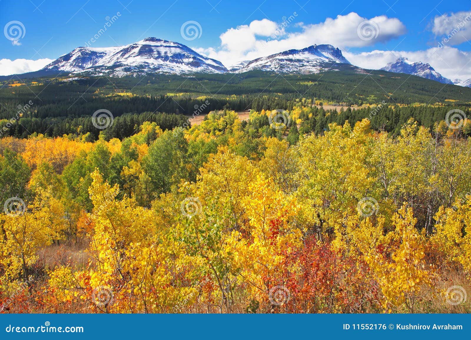 Mellow Autumn. the Trees with Yellow Foliage Stock Photo - Image of ...