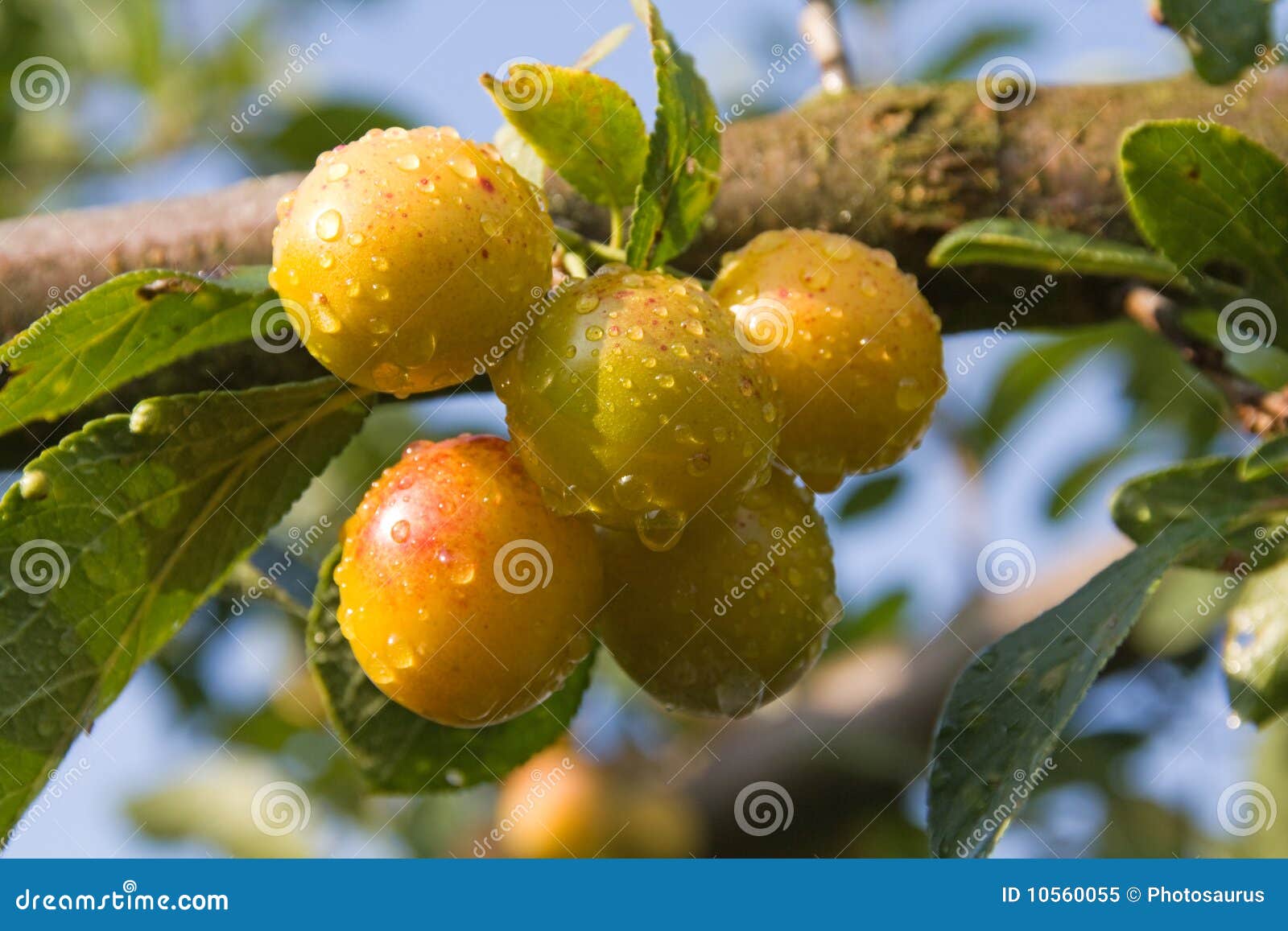 Mellow mirabelles stock image. Image of tree, photograph - 10560055