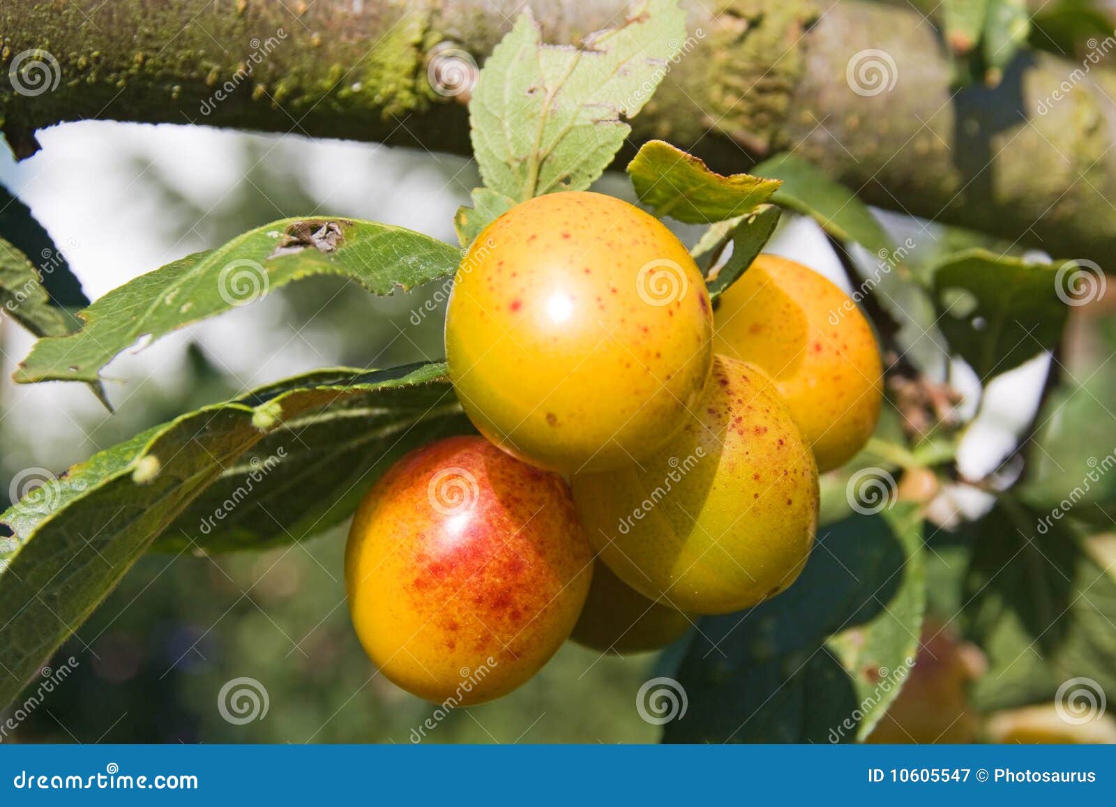 Mirabelles Fruits Mirabelle Plum Fruit Background Portrait Format Stock ...