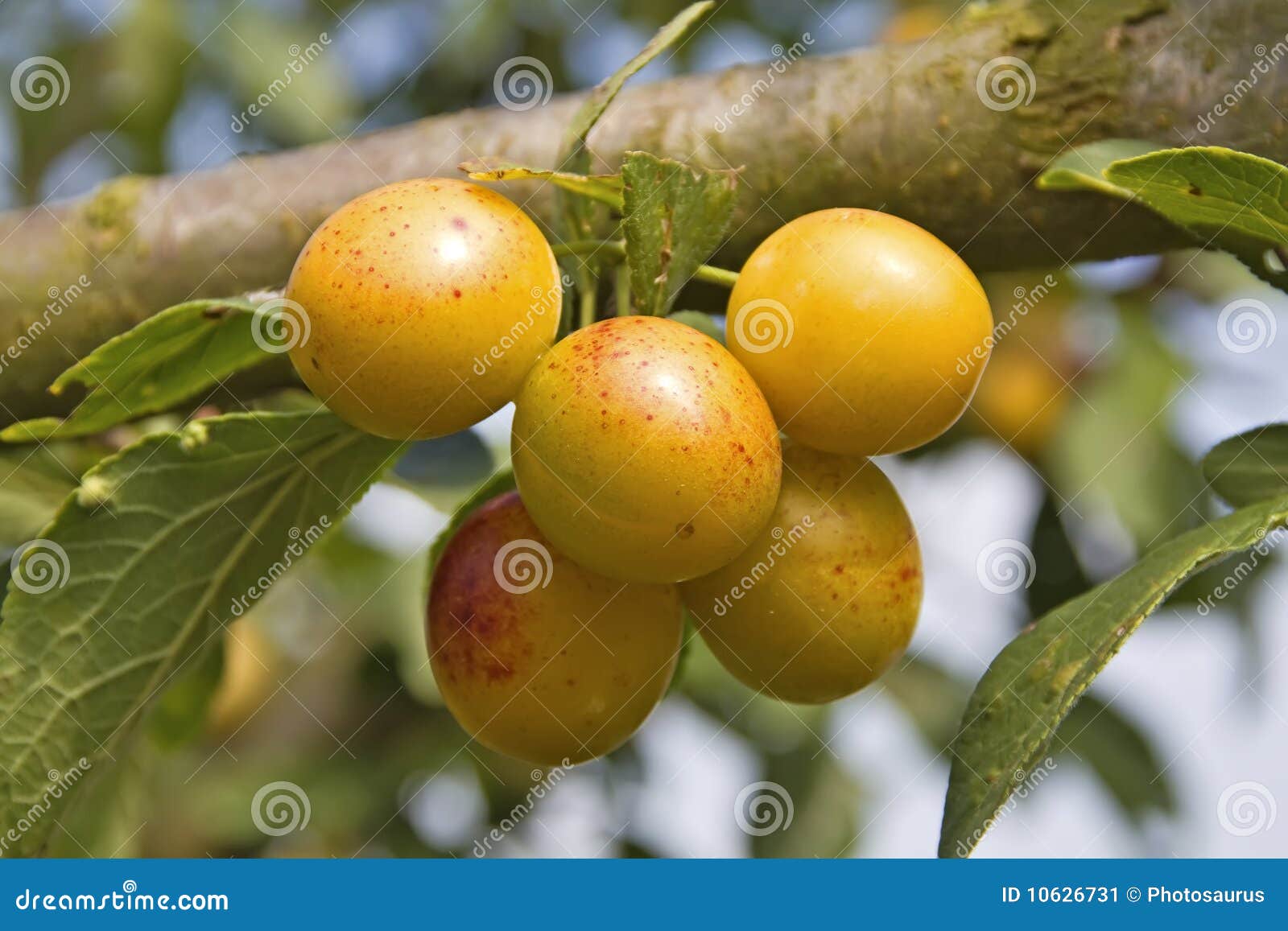 Mirabelles Fruits Mirabelle Plum Fruit Background Portrait Format Stock ...