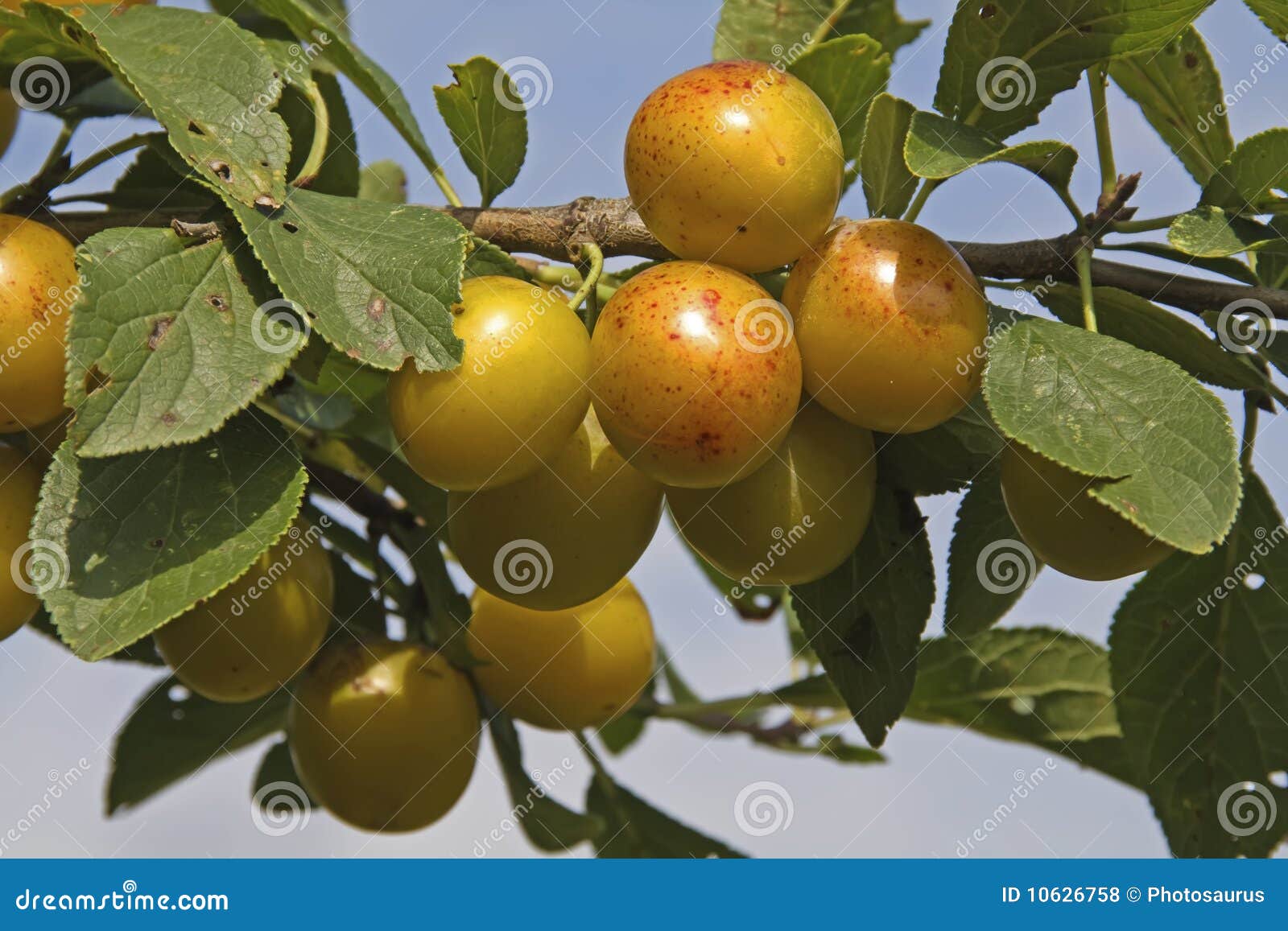 Mirabelles Fruits Mirabelle Plum Fruit Background Portrait Format Stock ...