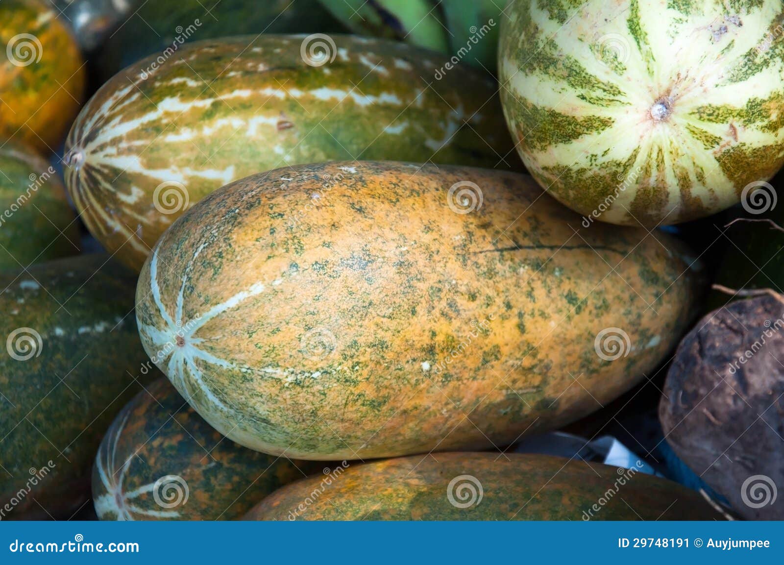 Mellow Muskmelon stock image. Image of garden, fruit - 29748191