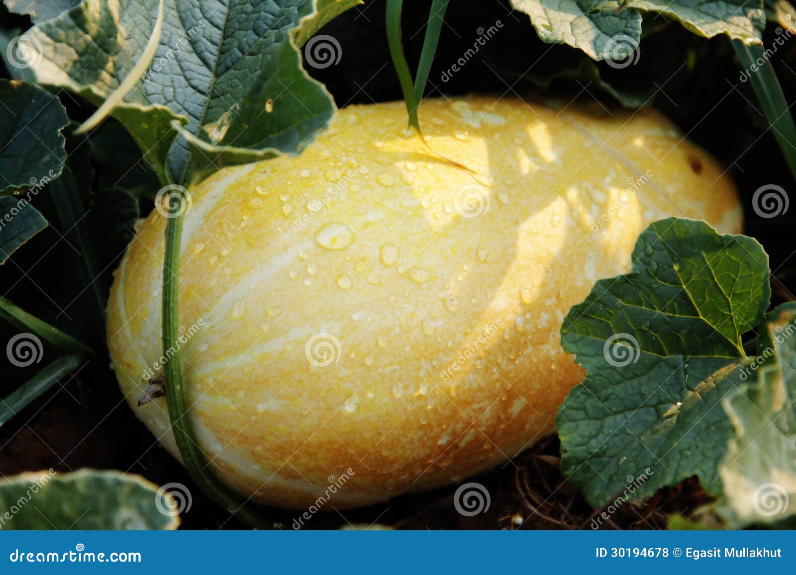 Mellow Muskmelon stock photo. Image of cantaloupe, agriculture - 30194678