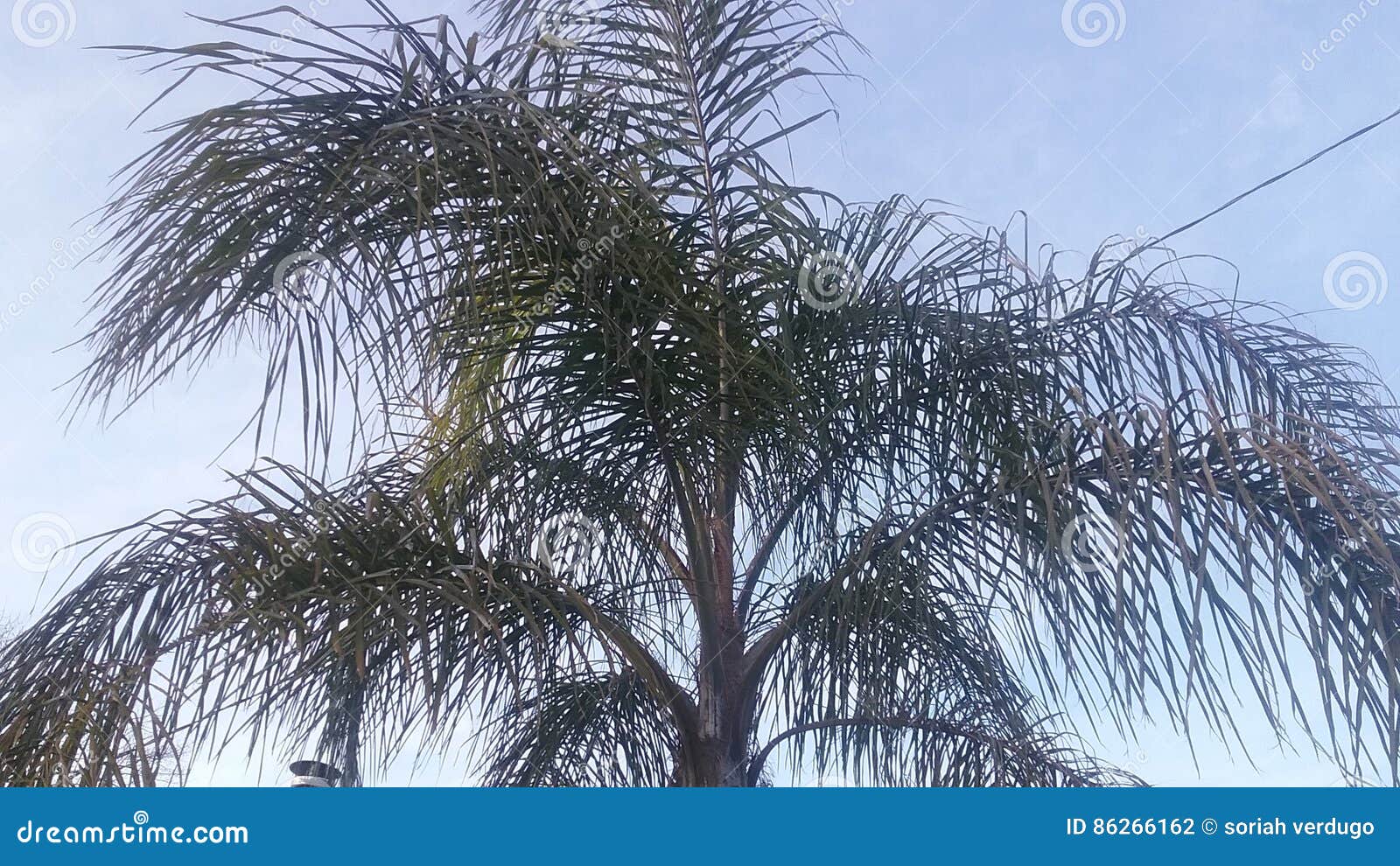 Mellow tree stock photo. Image of nature, palm, green - 86266162