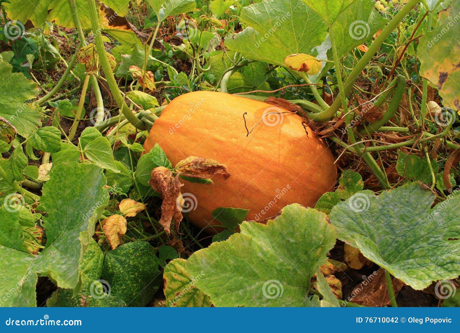 Mellow winter squash stock photo. Image of nature, mellow - 76710042