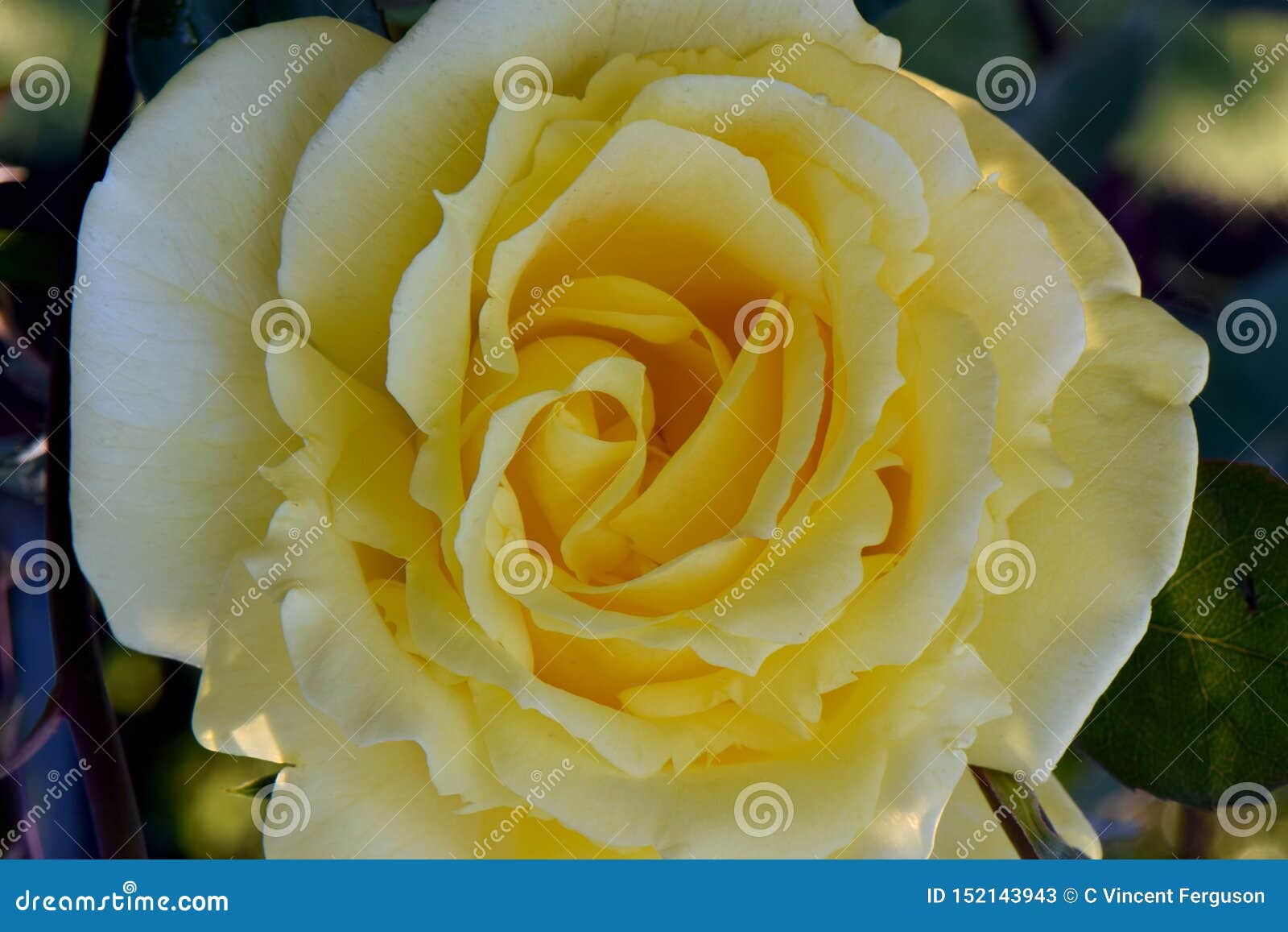 Mellow Yellow Rose 02 stock image. Image of floral, light - 152143943