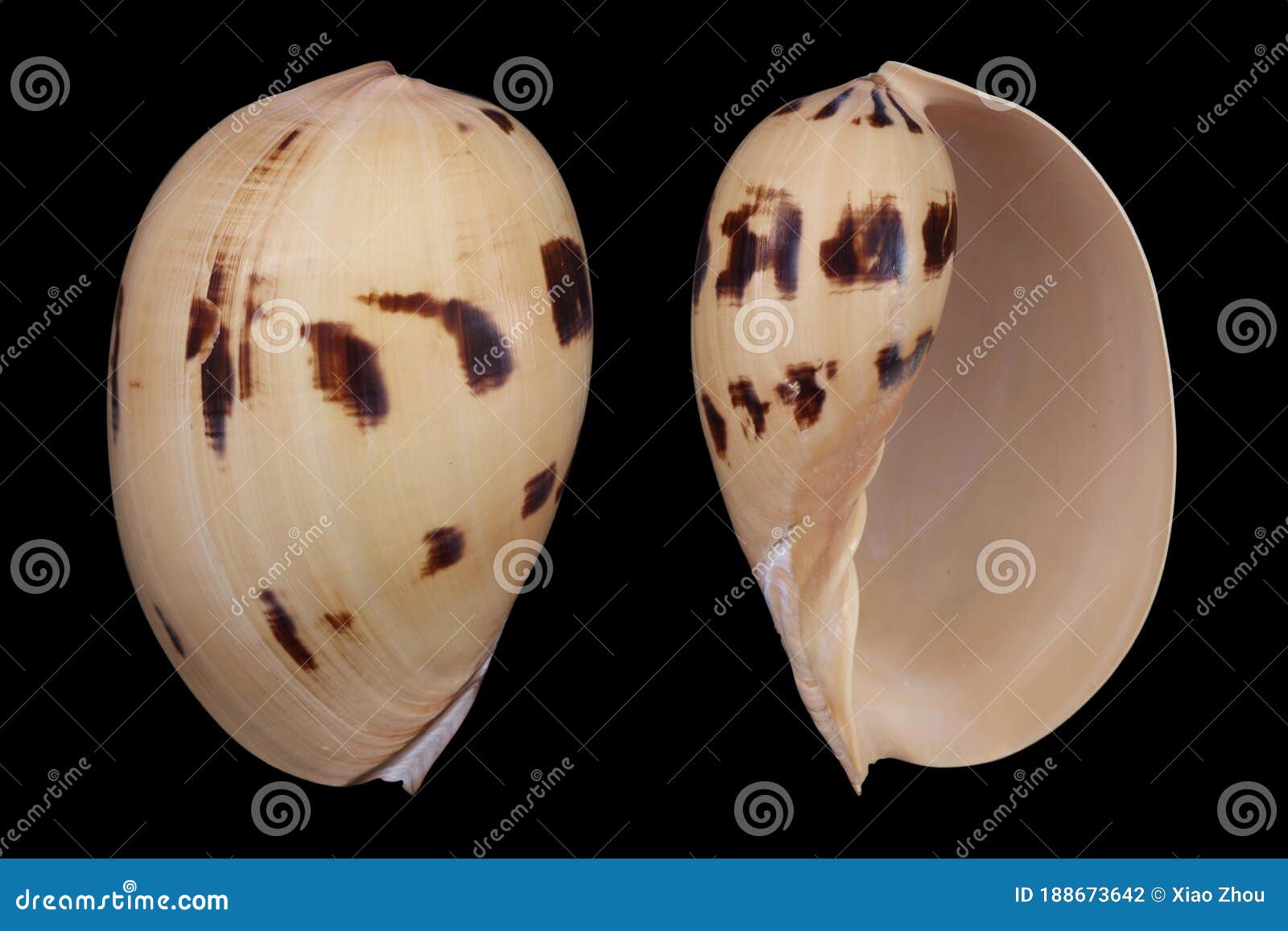 Melo melo stock photo. Image of black, conus, buccinum - 188673642