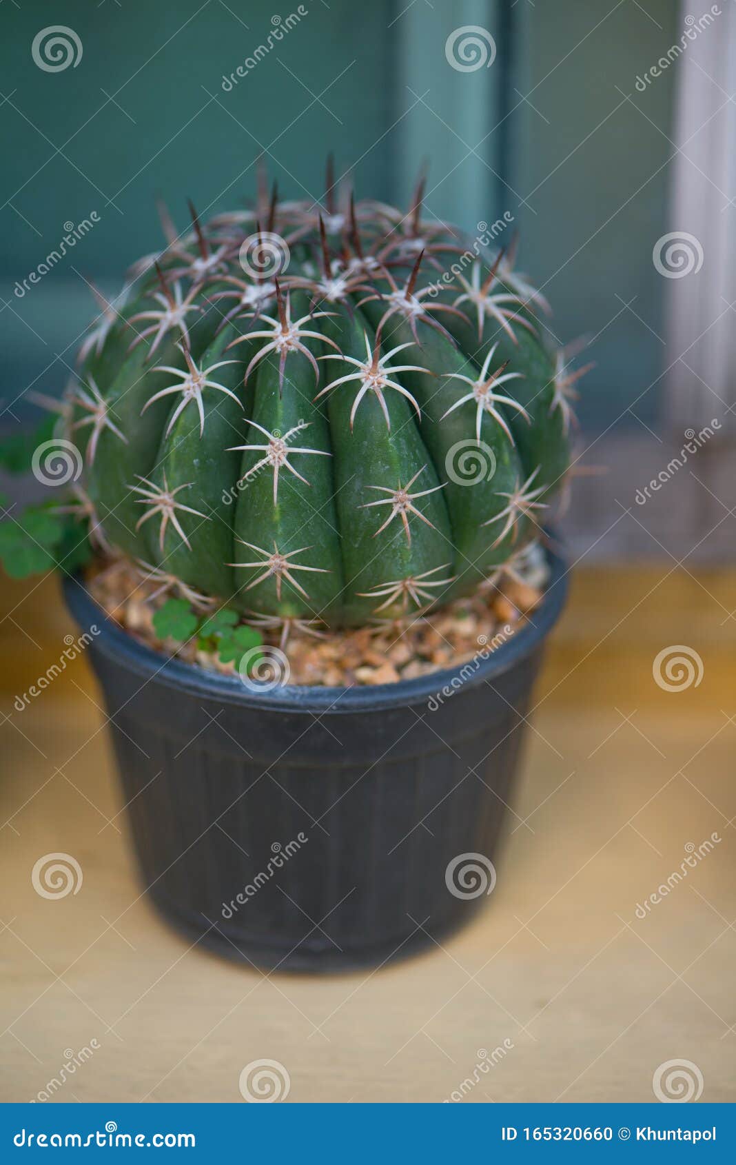 Melocactus in flower pot stock photo. Image of color - 165320660
