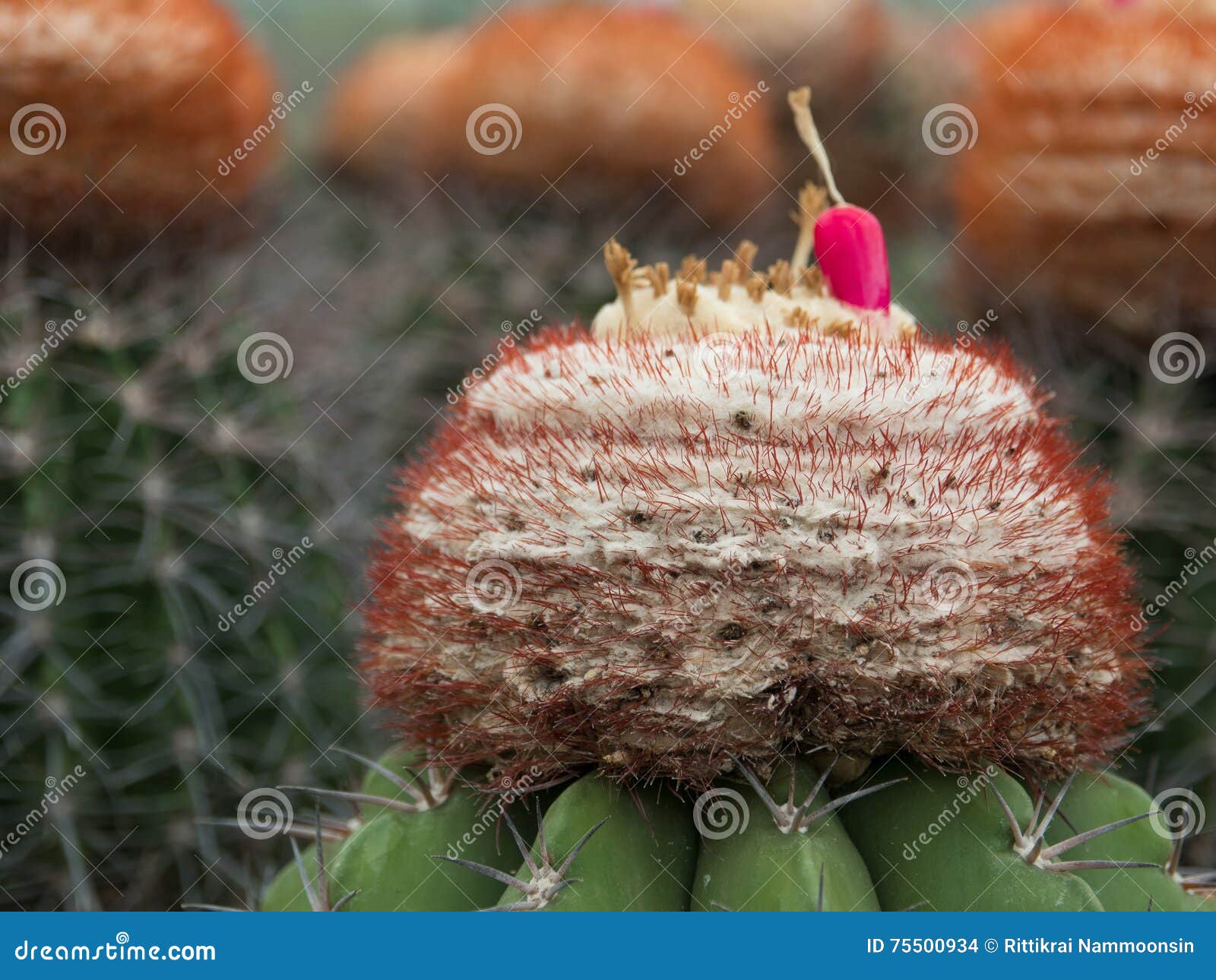 Melocactus Seeds Stock Photos - Free & Royalty-Free Stock Photos from ...