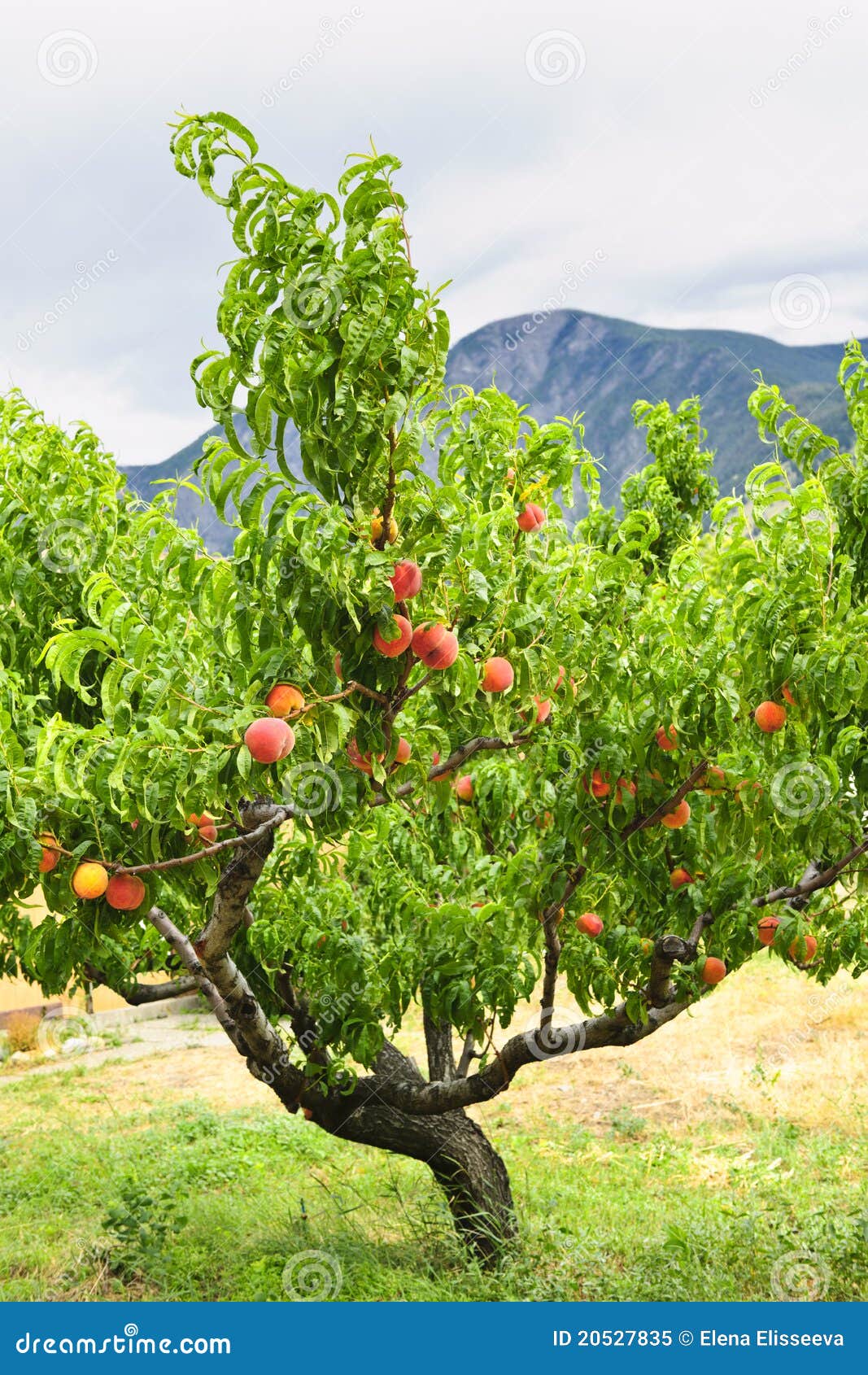 Melocotones en árbol imagen de archivo. Imagen de cosecha - 20527835