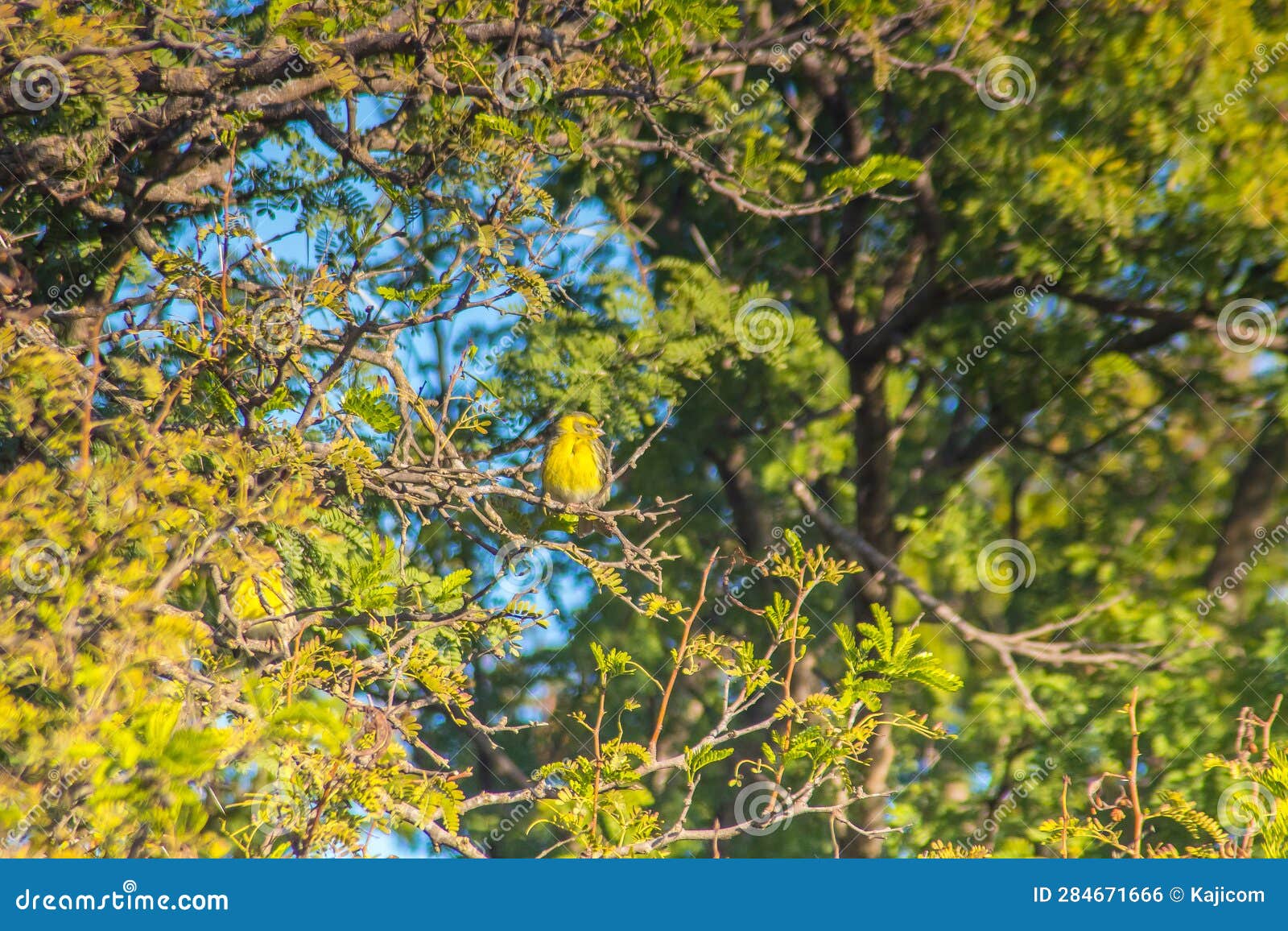 Melodious Canopy: European Serin Birds Perched among Trees Stock Photo ...