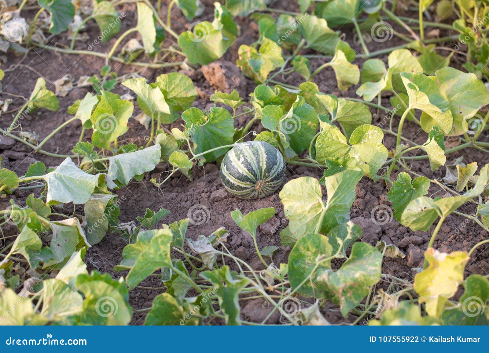 Meloen stock foto. Image of winkel, landbouwer, groep - 107555922