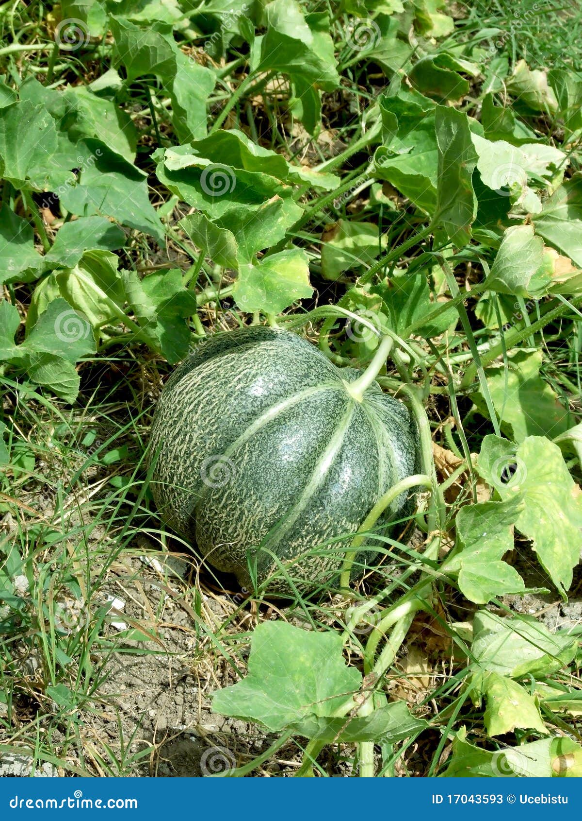 Meloen stock afbeelding. Image of sappig, zoet, gras - 17043593