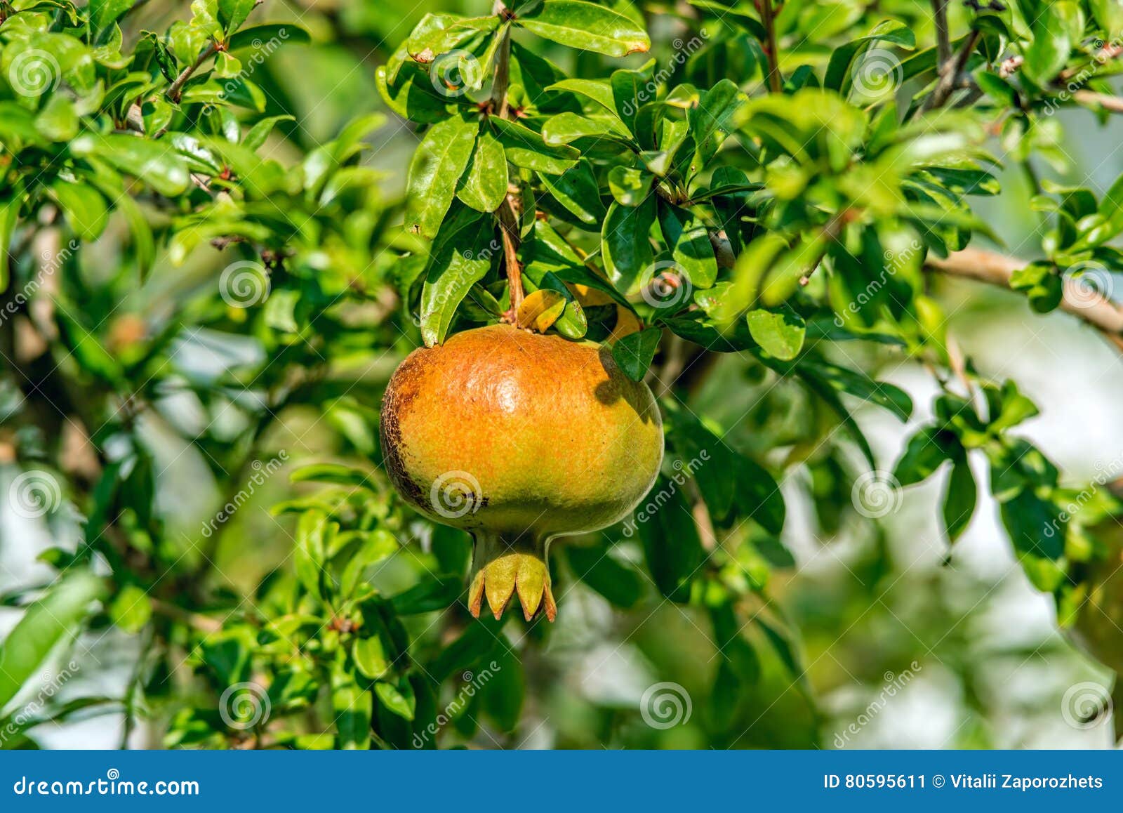 Melograno Su Un Albero Di Melograno Immagine Stock - Immagine di ...