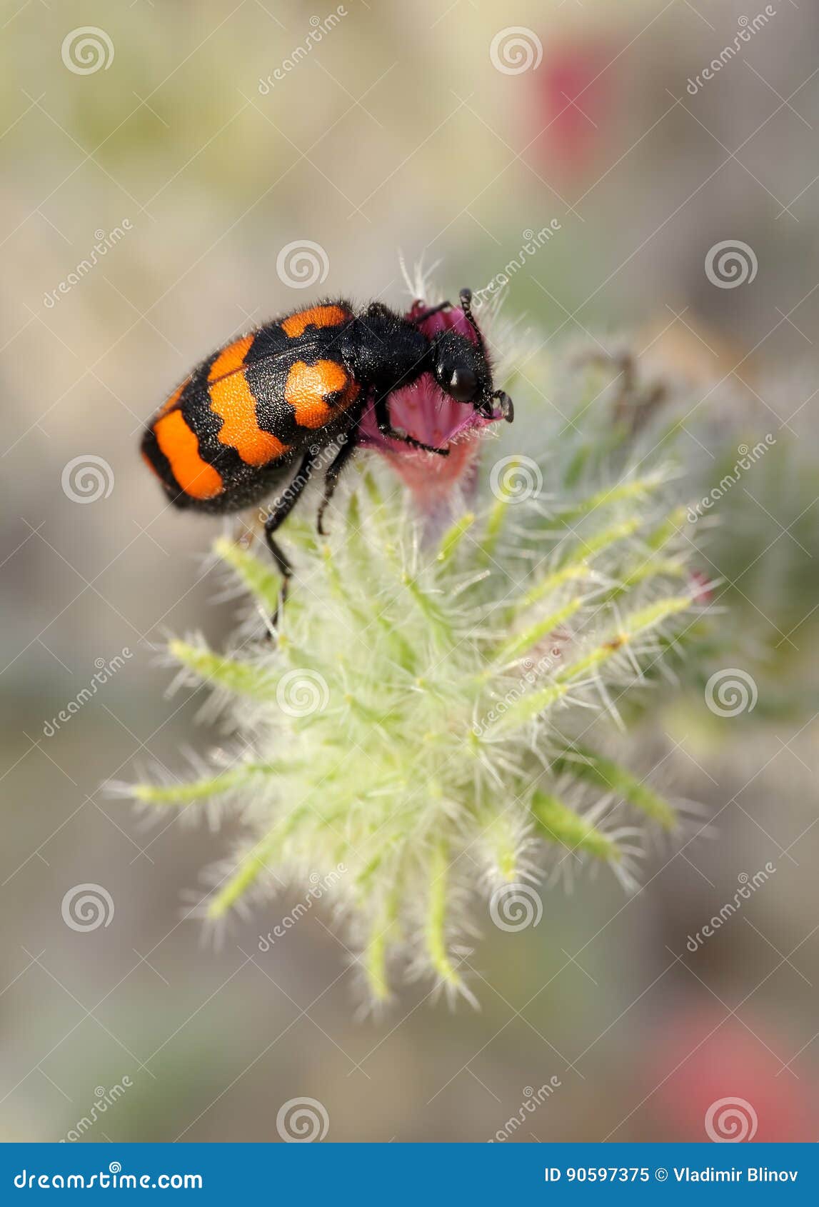 Meloidae beetle stock image. Image of east, meloidae - 90597375