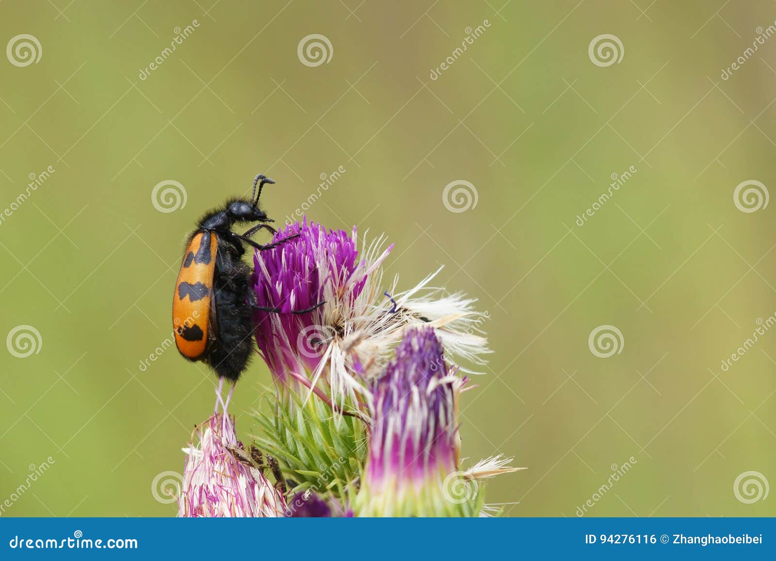 Meloids skalbagge arkivfoto. Bild av vild, natur, skalbagge - 94276116