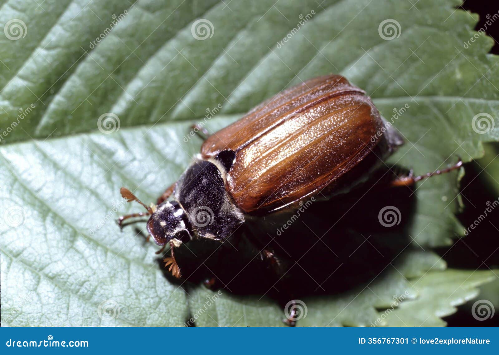 Cockchafer Also Called Maybug Or Doodlebug European Beetle Genus ...