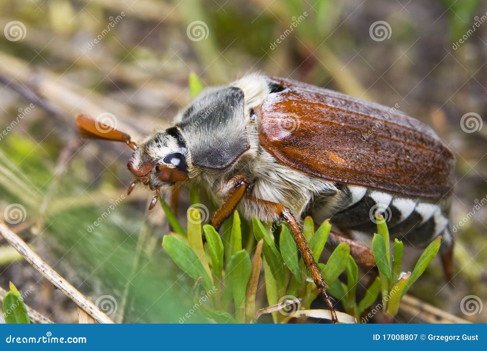 Melolontha del Melolontha immagine stock. Immagine di foresta - 17008807