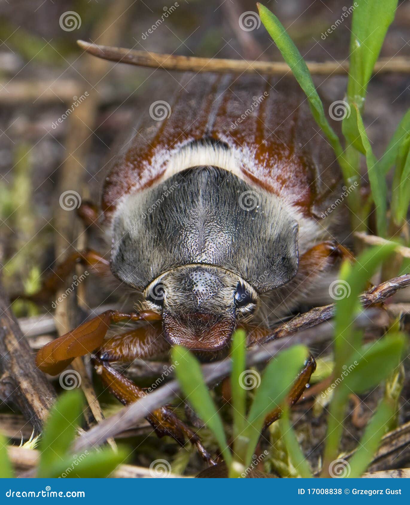 Melolontha del Melolontha foto de archivo. Imagen de animales - 17008838