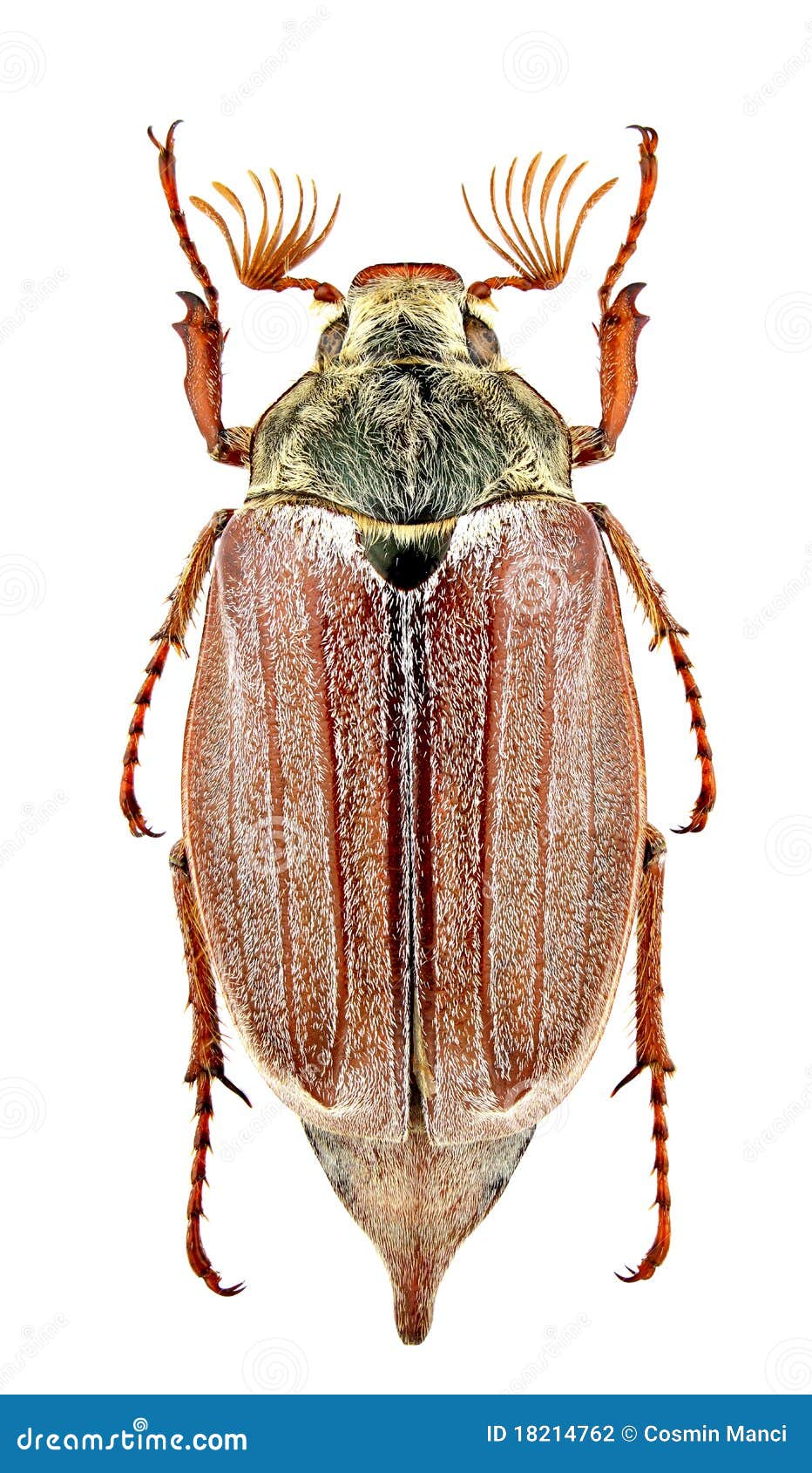 Melolontha do Melolontha foto de stock. Imagem de escaravelho - 18214762