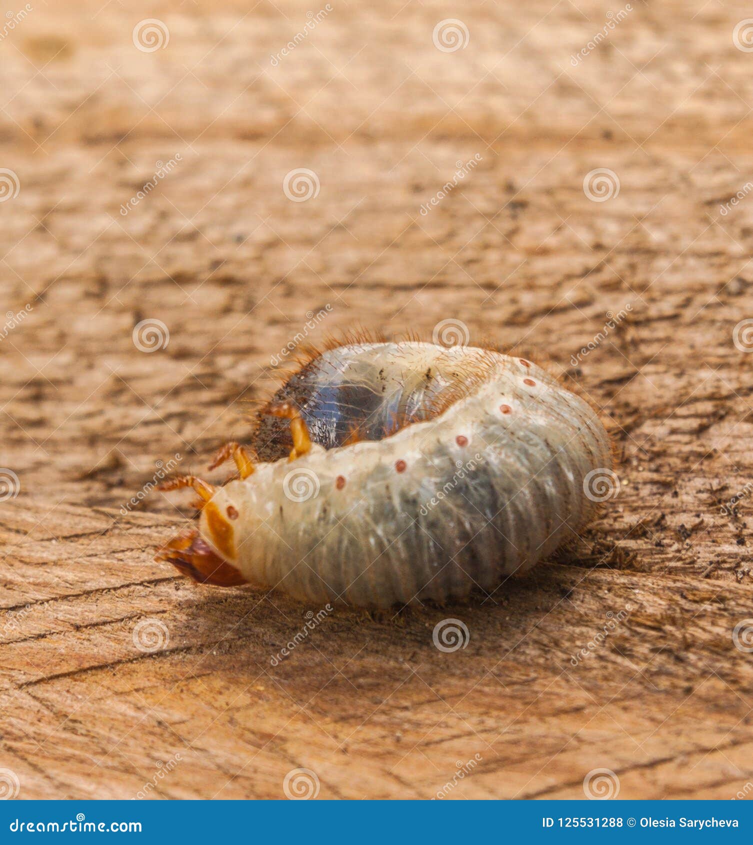 Melolontha larva stock photo. Image of insects, common - 125531288