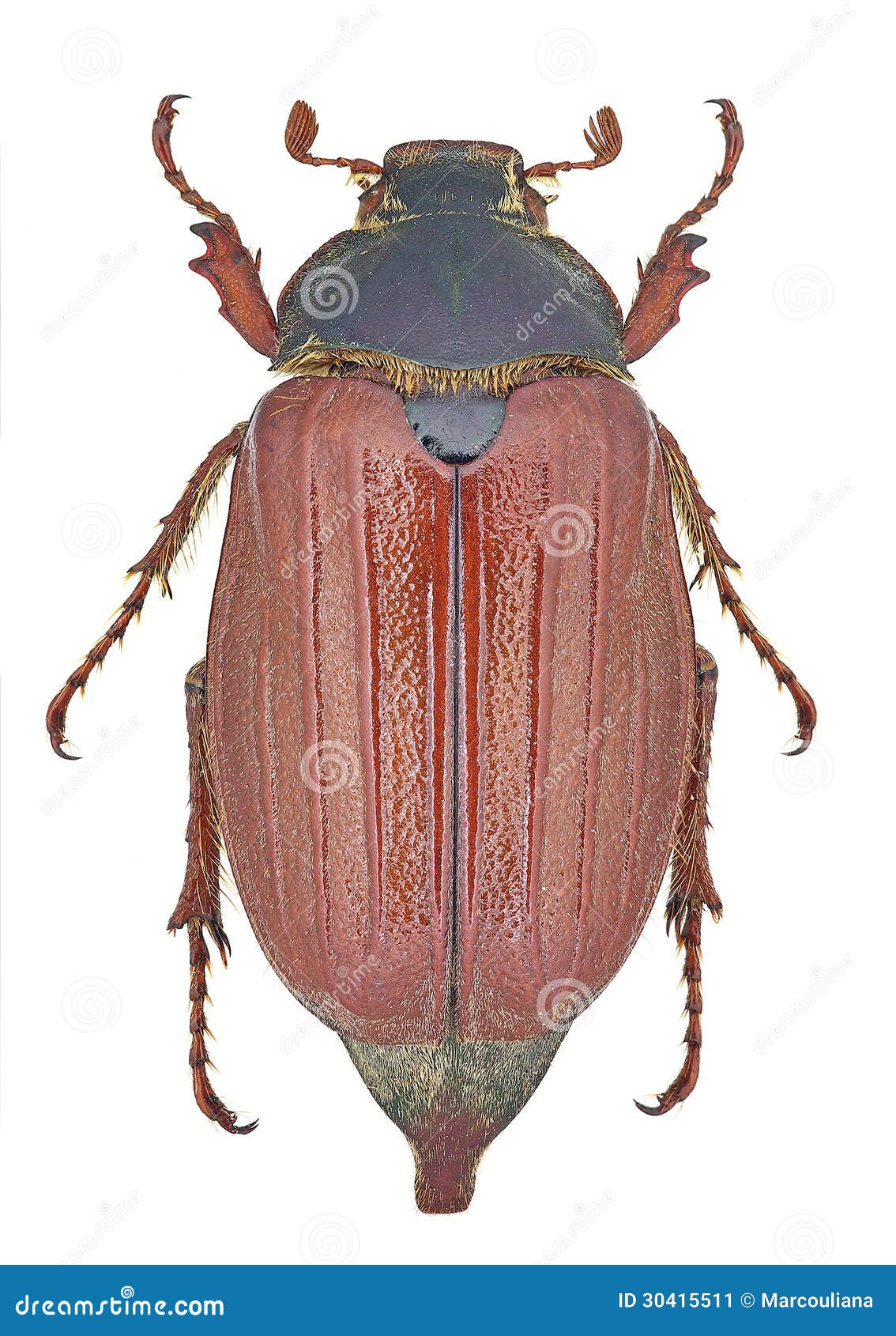Melolontha Melolontha Cockchafer Stock Image - Image of pest ...