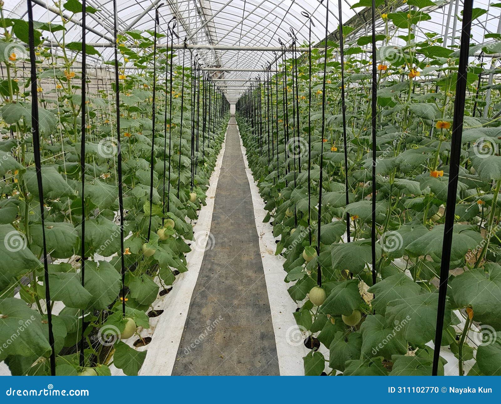 Melon Breeding in Greenhouse Stock Photo - Image of melon, natural ...