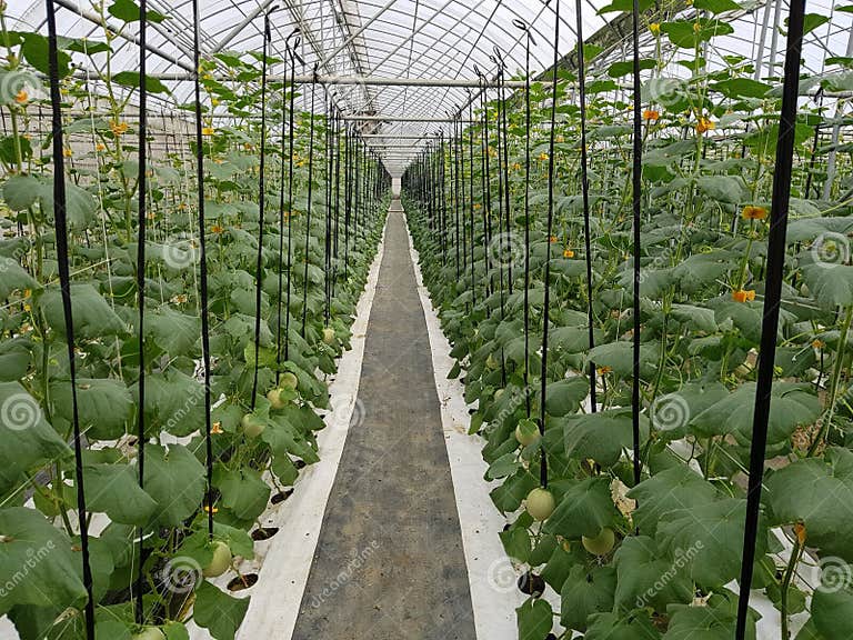 Melon Breeding in Greenhouse Stock Photo - Image of melon, natural ...