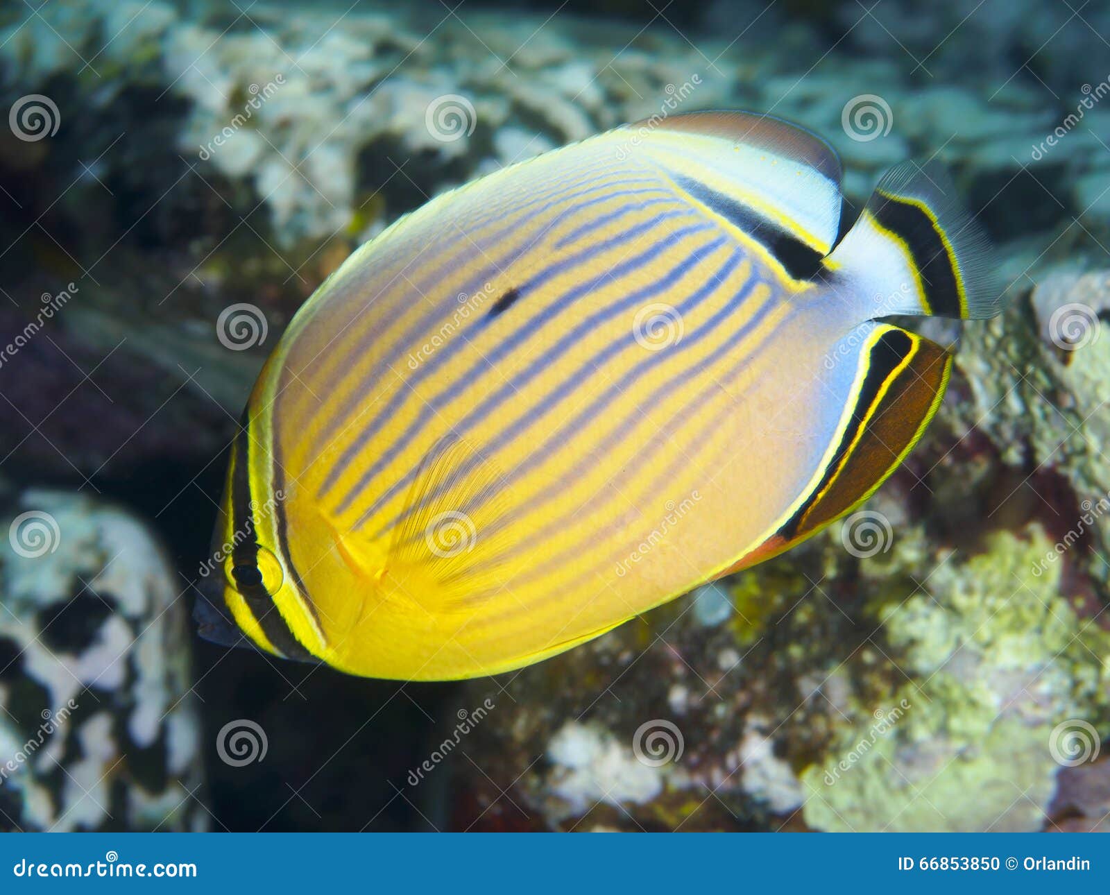 Melon butterflyfish stock photo. Image of tulamben, reef - 66853850