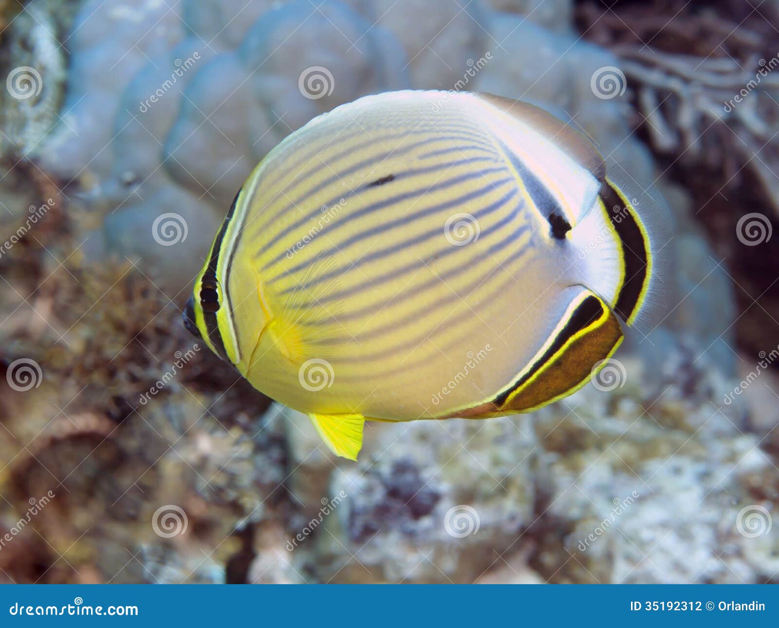 Melon butterflyfish stock photo. Image of diving, underwater - 35192312