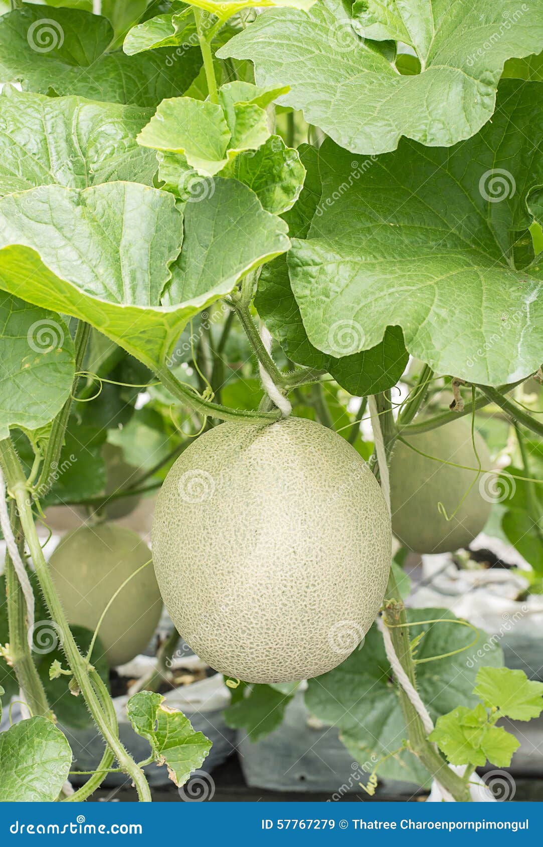 Melon or Cantaloupe Fruit in Plant Nursery. Stock Image - Image of ripe ...