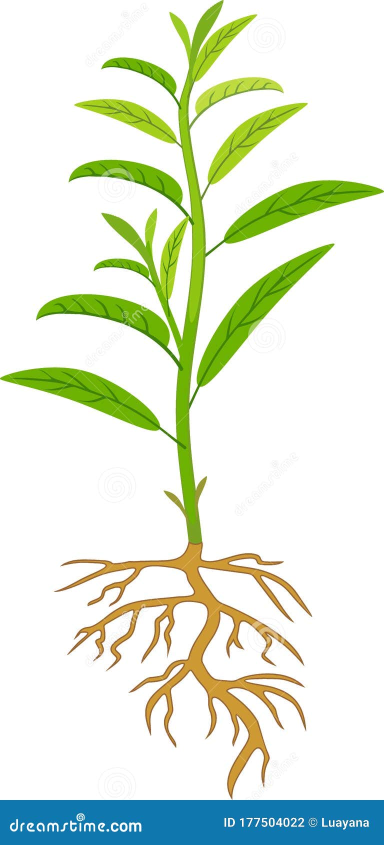 Peach Sapling with Green Leaves and Root System Stock Vector ...