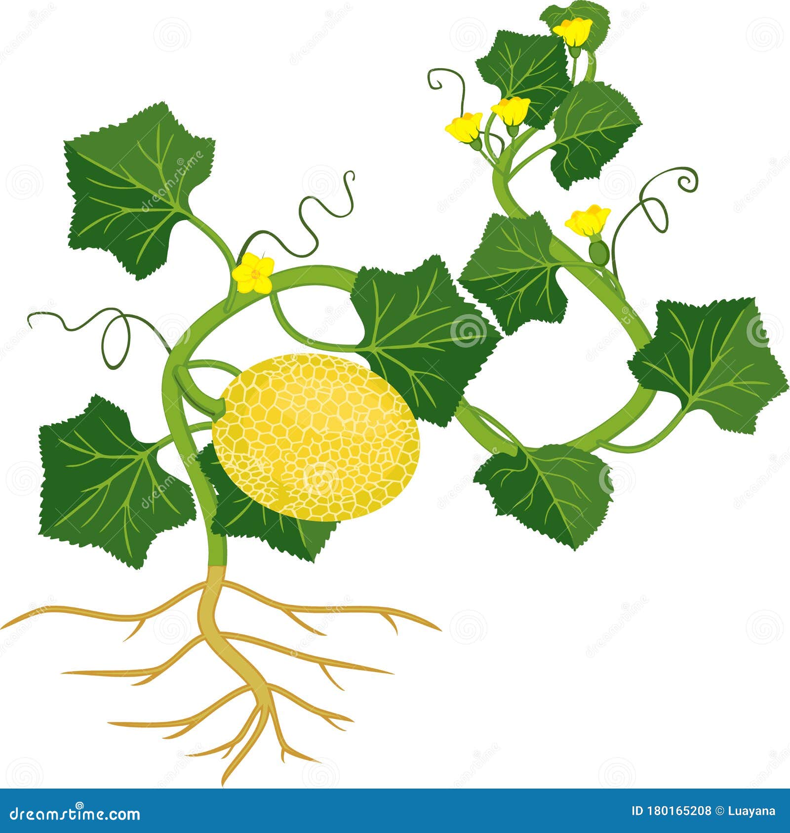 Melon Plant with Ripe Yellow Fruit, Green Leaves, Flowers and Root ...