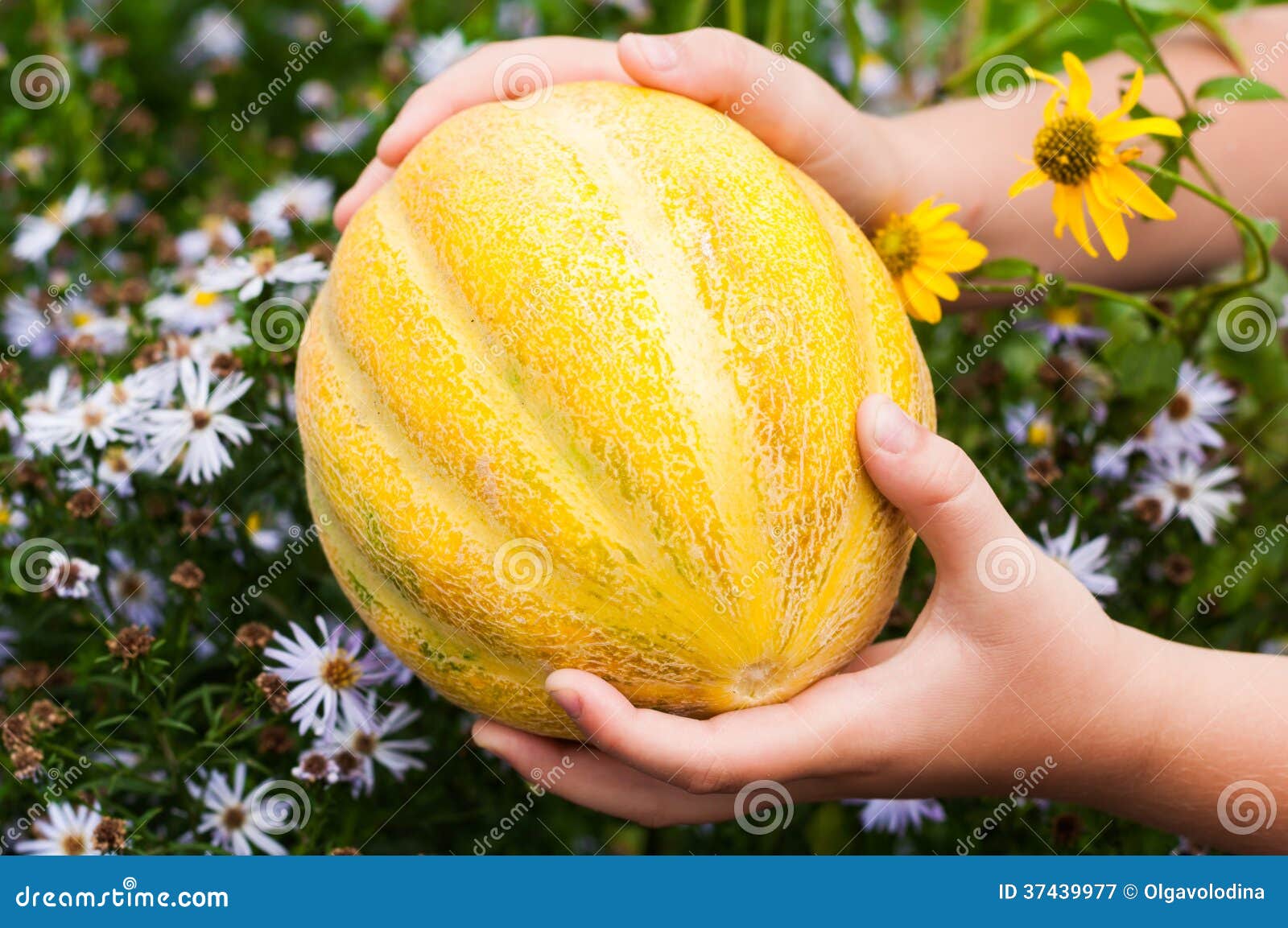 Melon in children s hands stock image. Image of closeup - 37439977