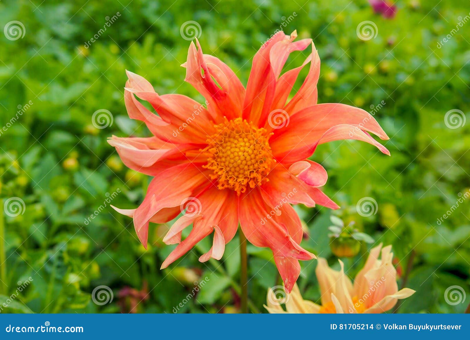 Melon color flower stock photo. Image of growing, blurred - 81705214