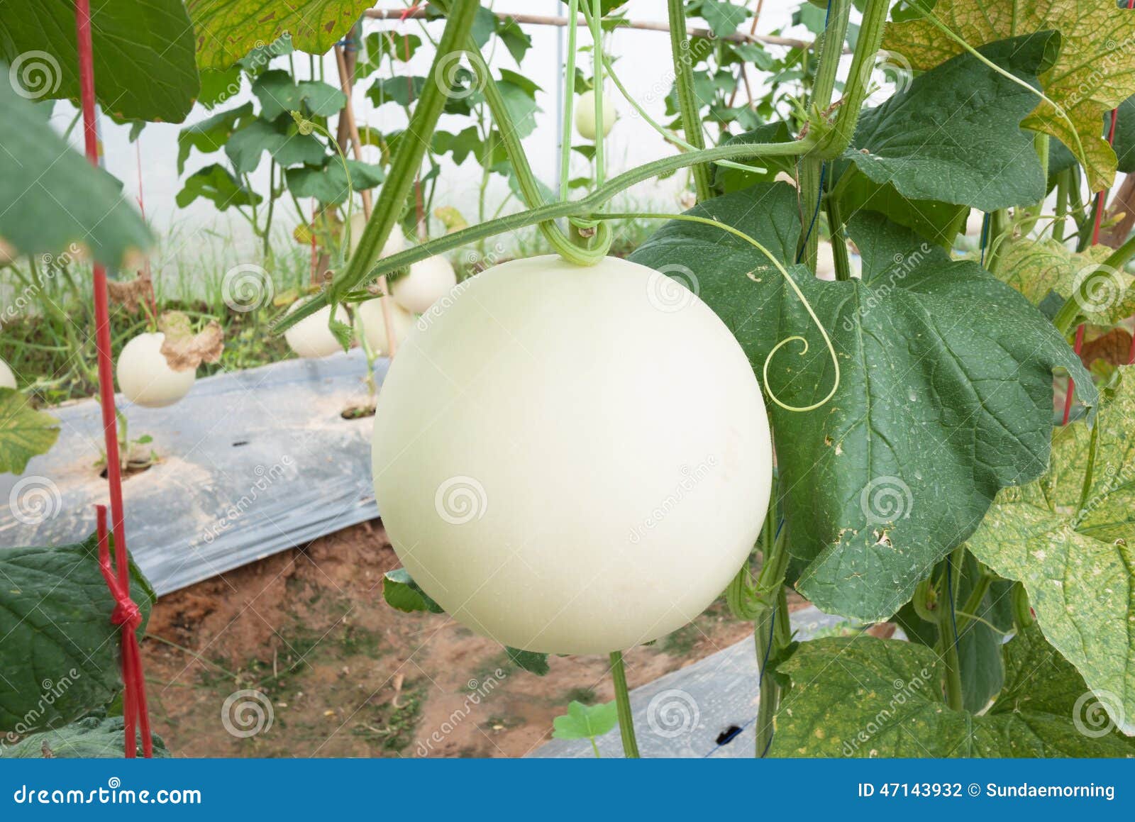 Melon crop stock photo. Image of melon, food, agriculture - 47143932