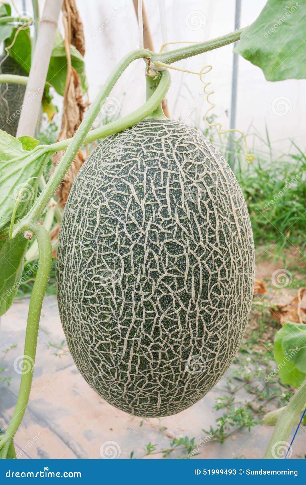 Melon crop stock image. Image of garden, harvest, cantaloupe - 51999493