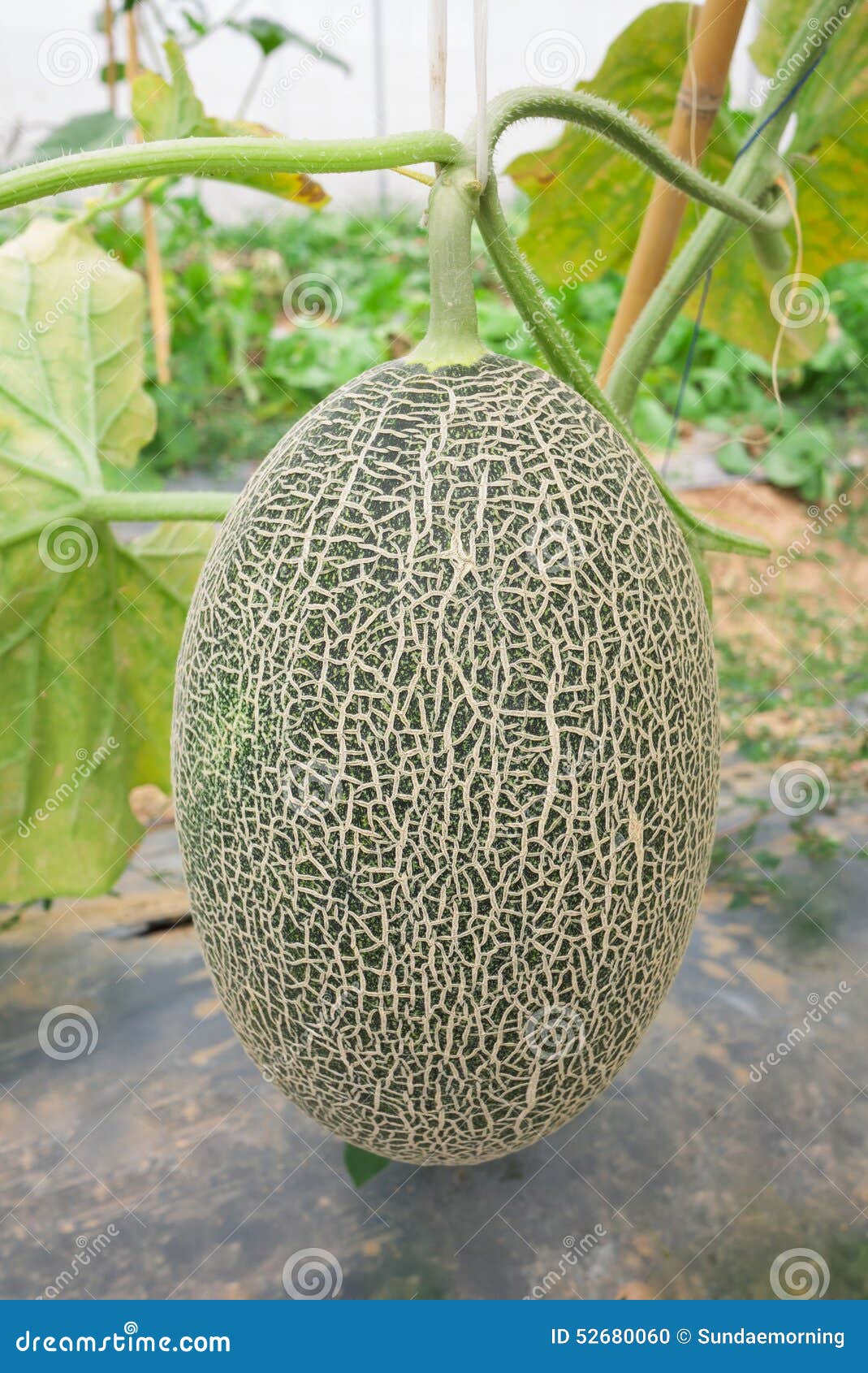 Melon crop stock photo. Image of agriculture, fruit, field - 52680060