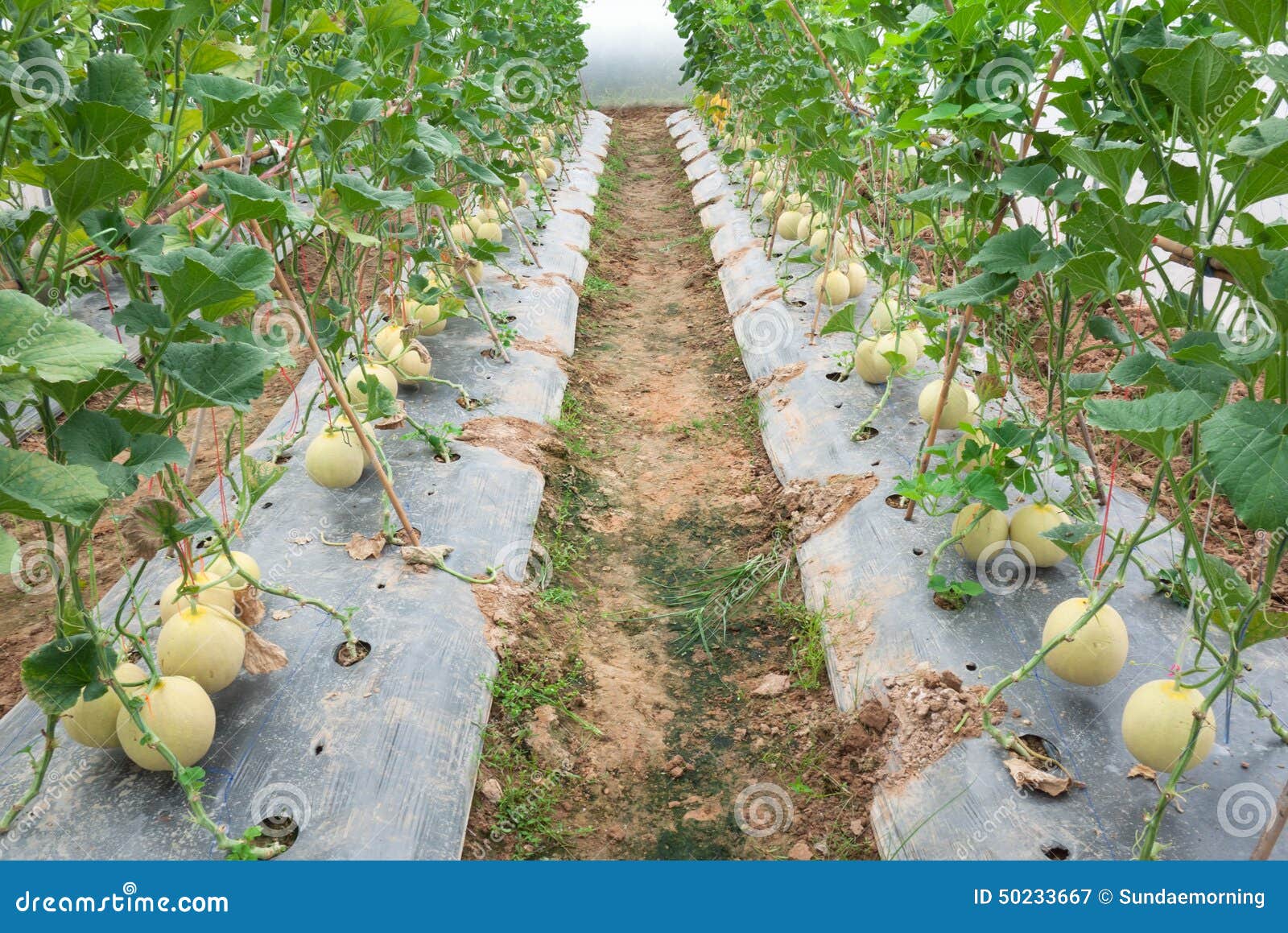 Melon Crop in Harvsting Stage Stock Image - Image of melon, harvest ...
