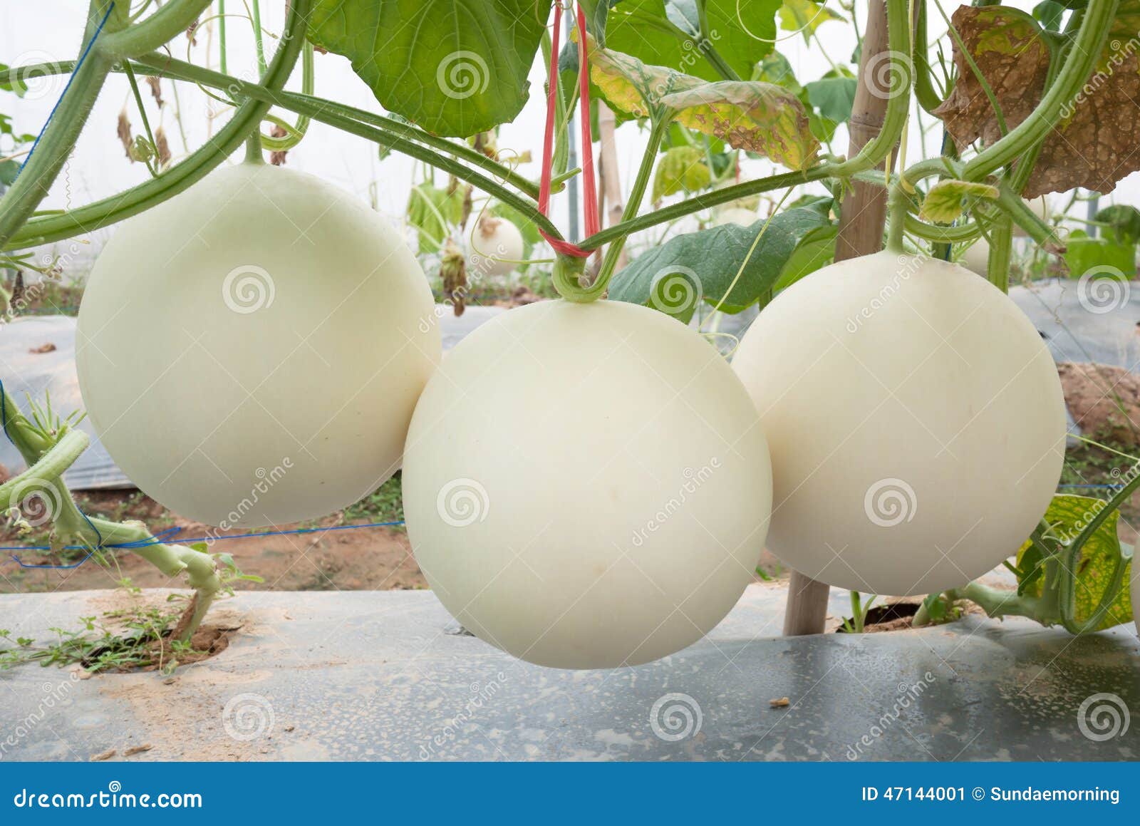 Melon crop stock image. Image of melon, consumption, fruit - 47144001