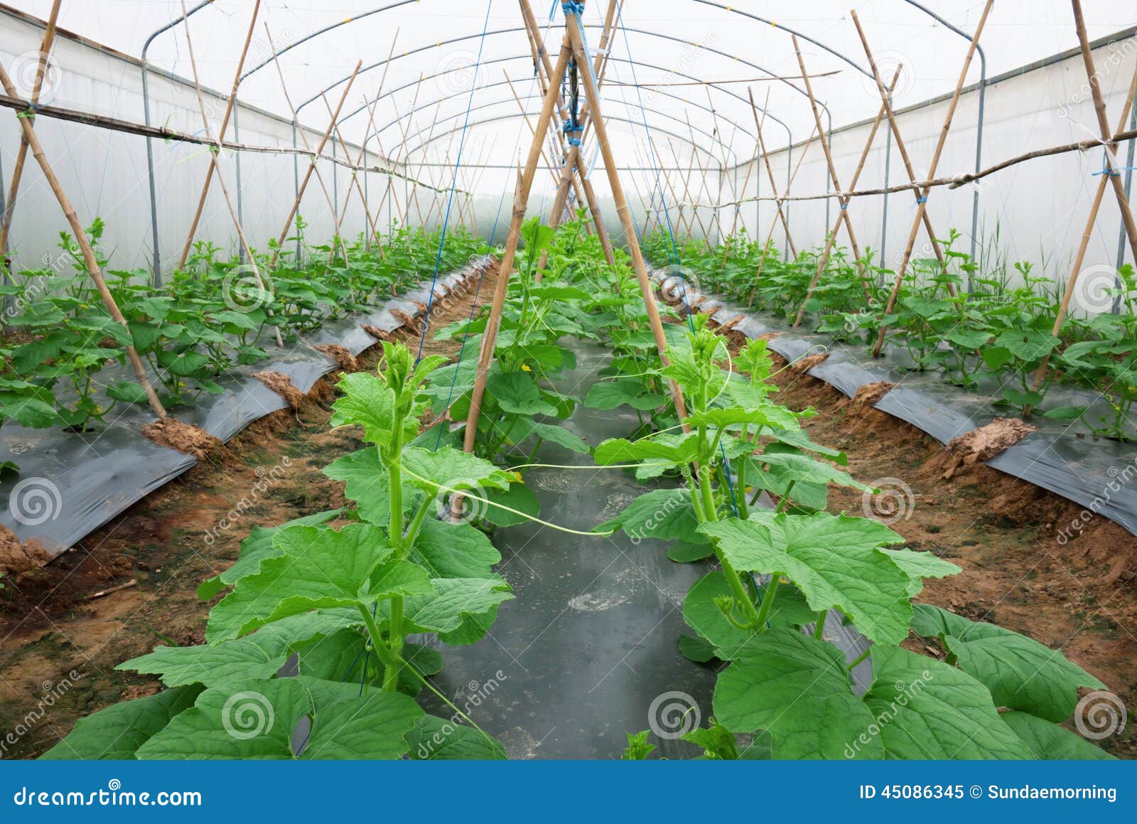 Melon Crop in Vegetative Stage Stock Image - Image of plastic, mulch ...