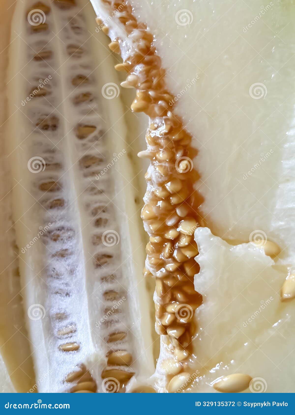 Melon Cut - Inside. Melon Seeds Inside when Cut. Close-up of Melon Pulp ...