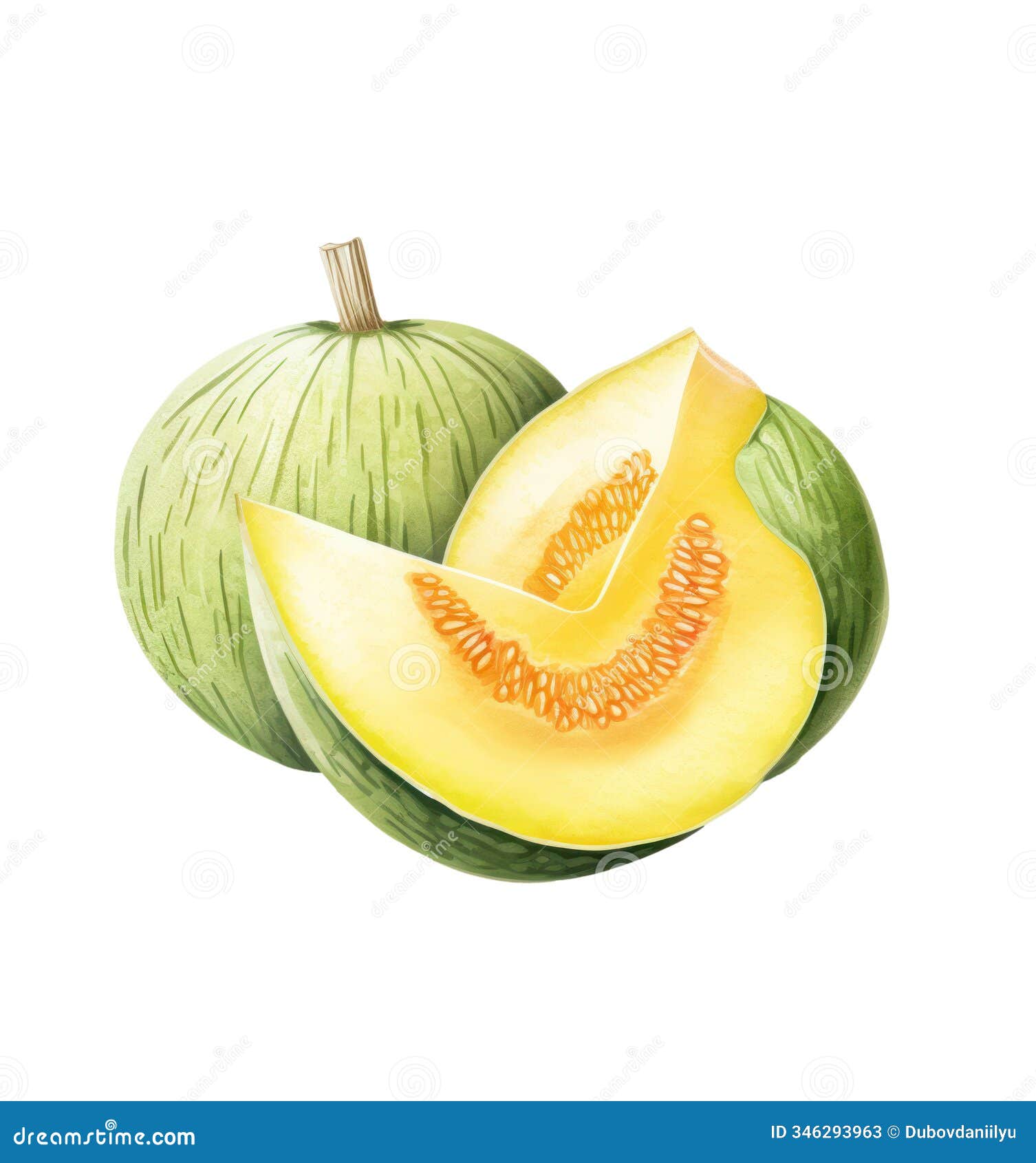 Melon Drawing on Transparent Background in PNG Format, Perfect for Use ...