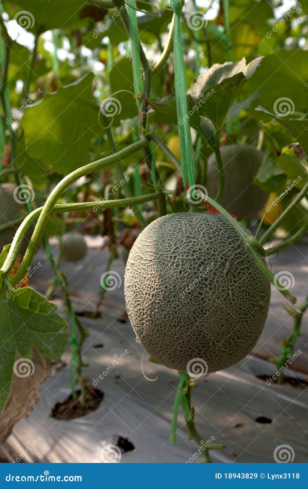 Melon from Farm 2 stock image. Image of dessert, delicious - 18943829